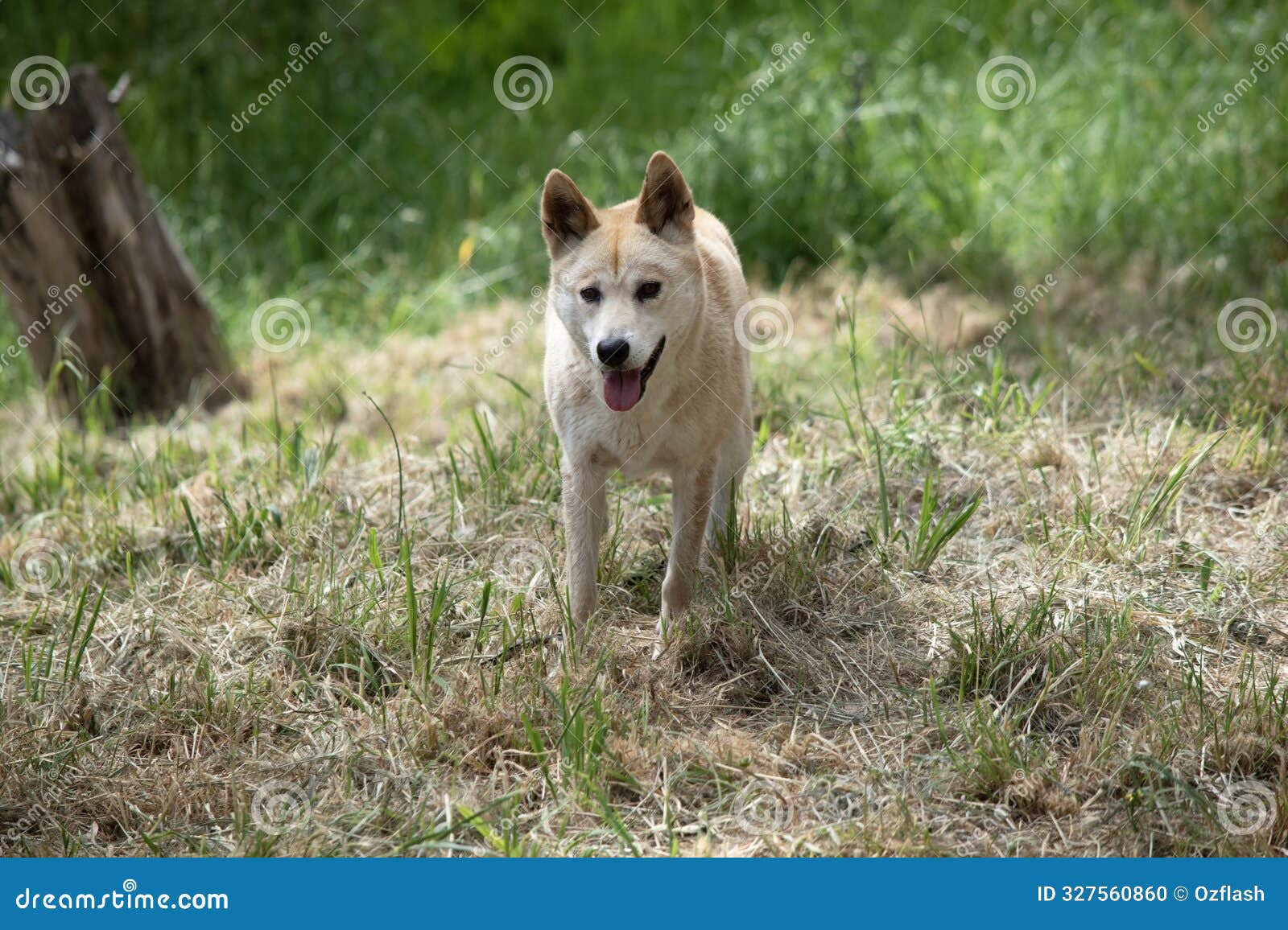 The dingo is in the wild stock photo. Image of muzzle - 327560860
