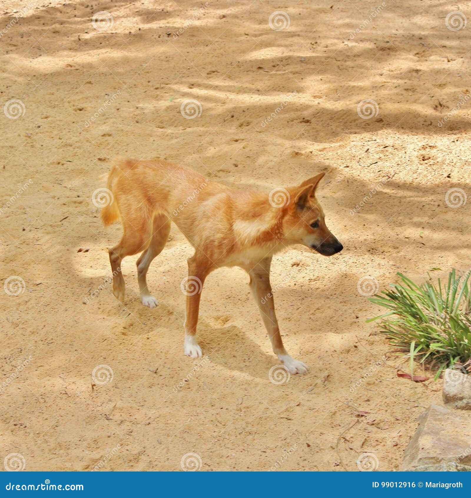 Do Dingoes Howl At The Moon