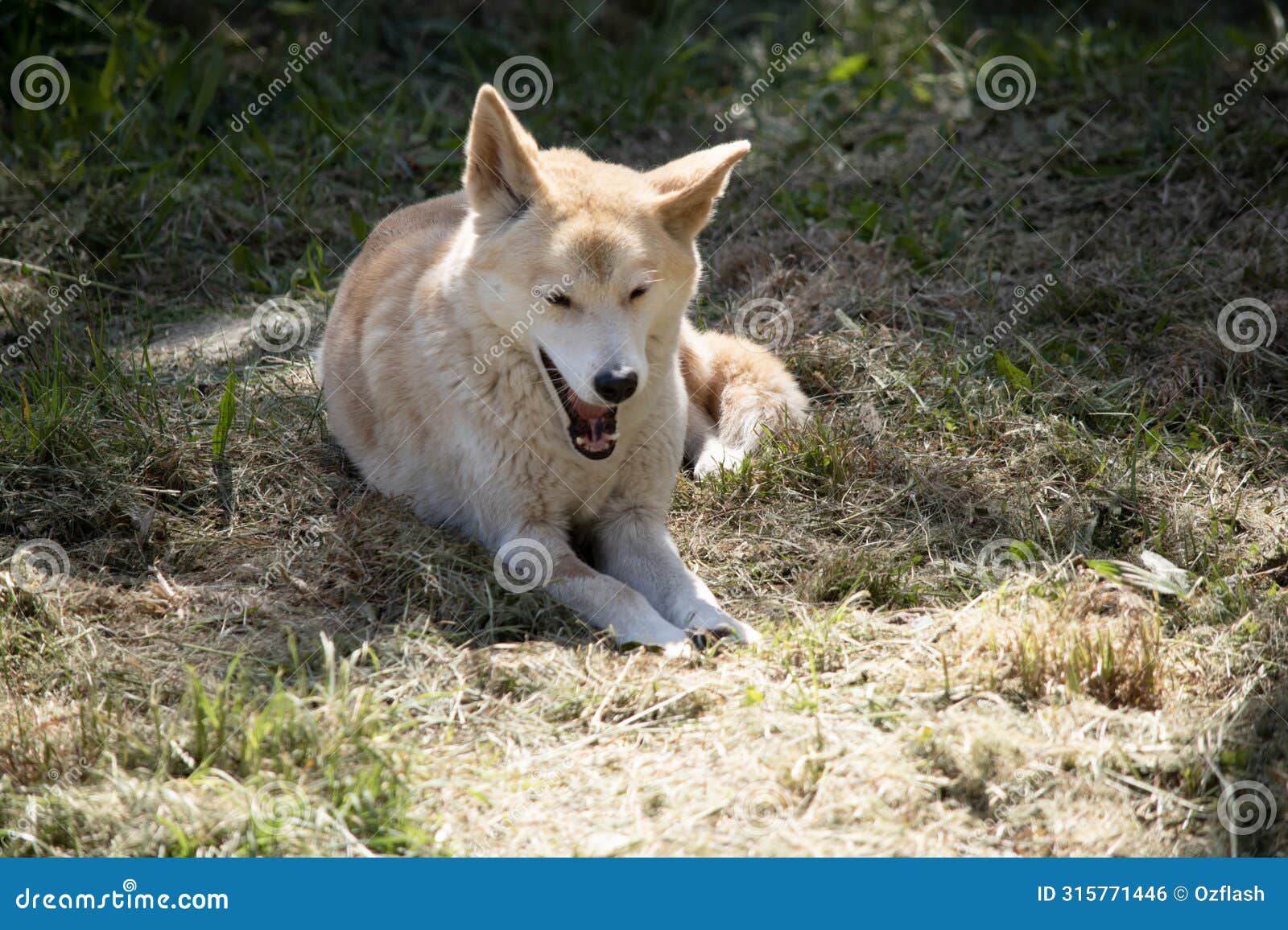 A golden dingo resting stock photo. Image of dingo, black - 315771446