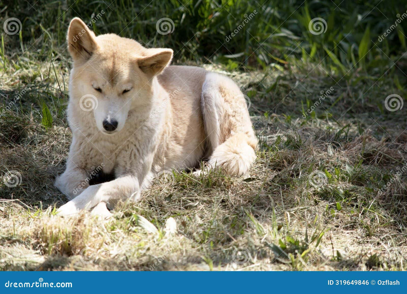 The Golden Dingo is Resting Stock Photo - Image of canine, animal ...