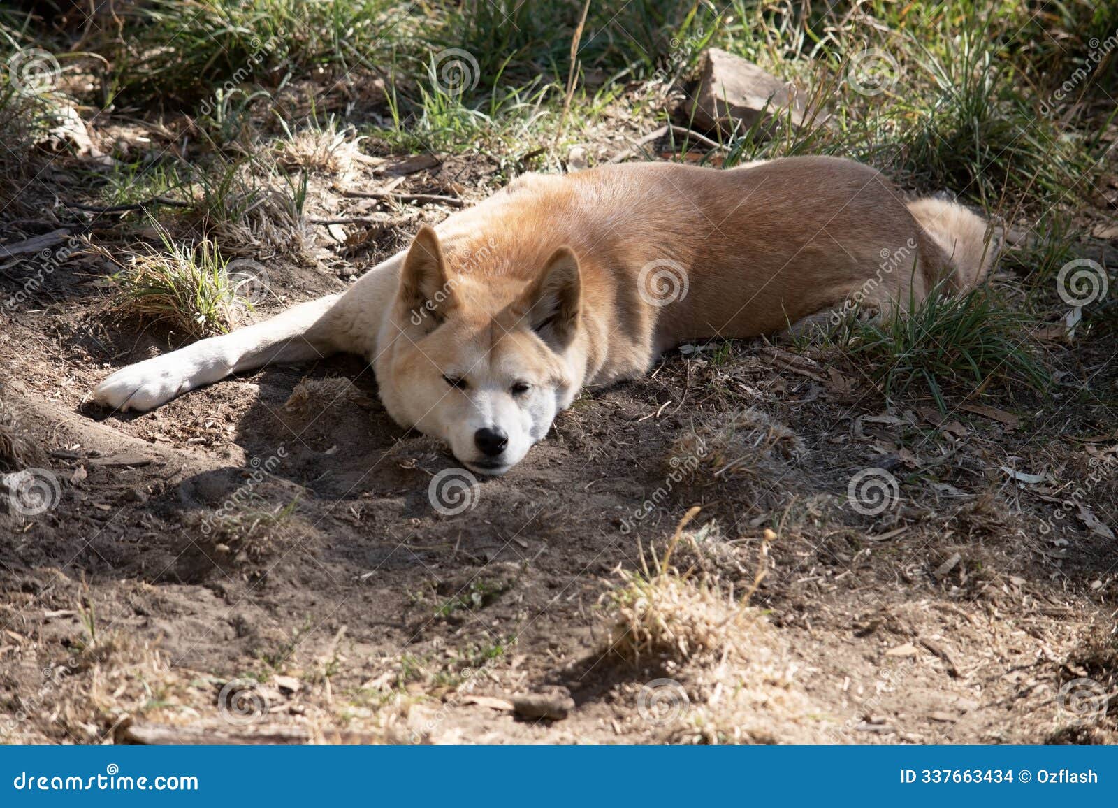 A golden dingo resting stock photo. Image of animal - 337663434