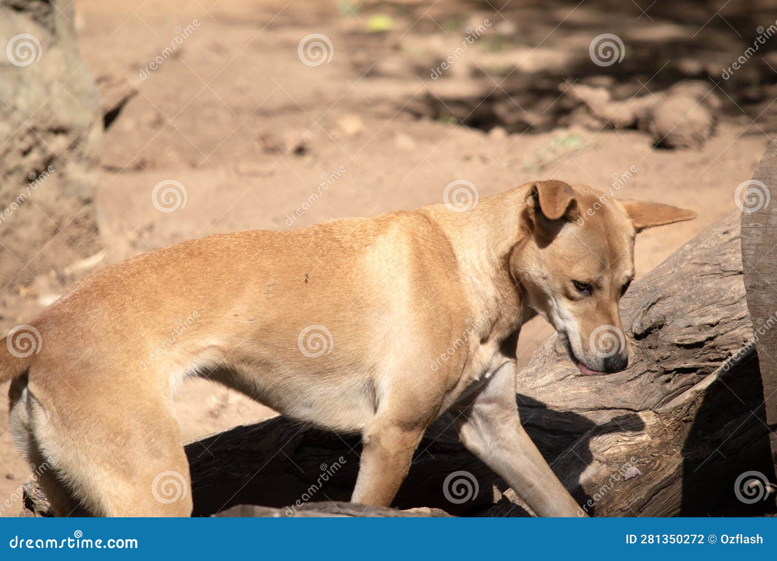 The Dingo is Looking for Food Stock Photo - Image of dingo, killers ...