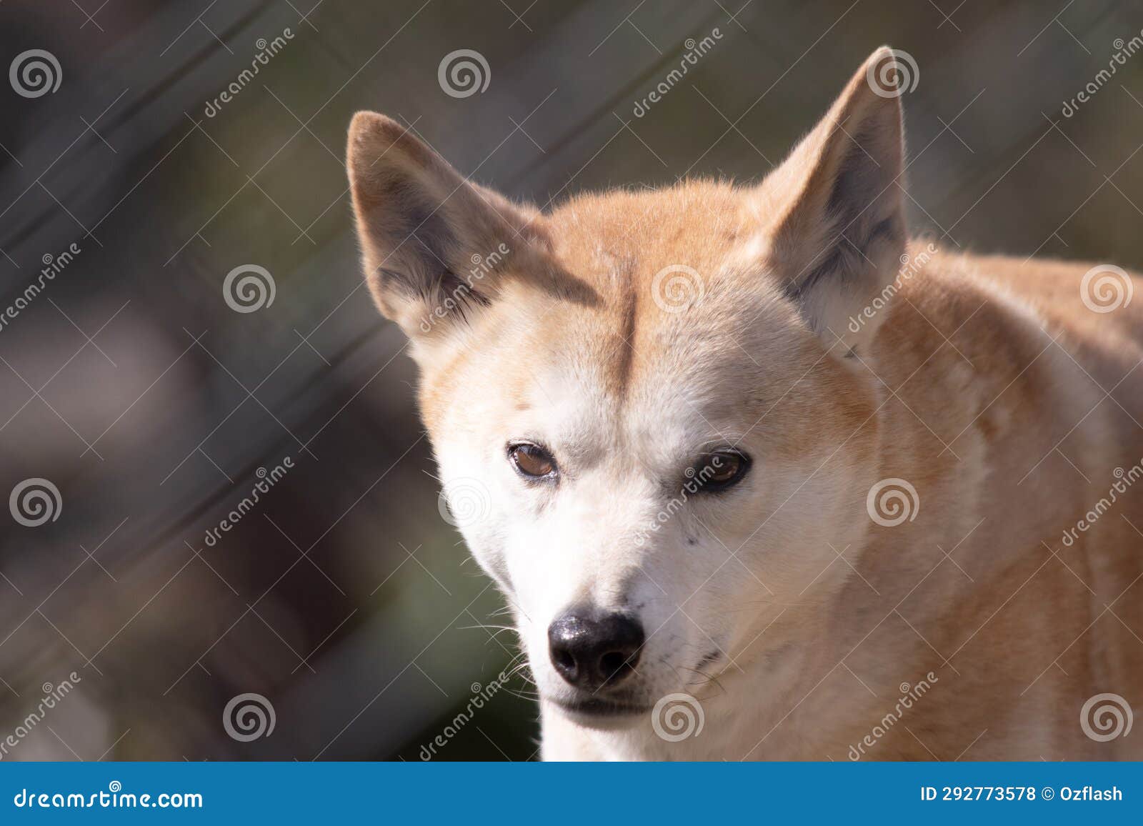 This is a Close Up of a Golden Dingo Stock Photo - Image of killers ...