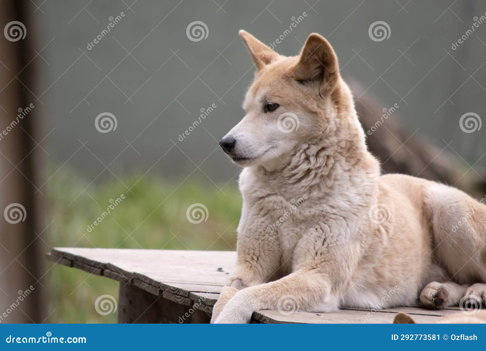 The Golden Dingo is Resting Stock Image - Image of resting, wildlife ...