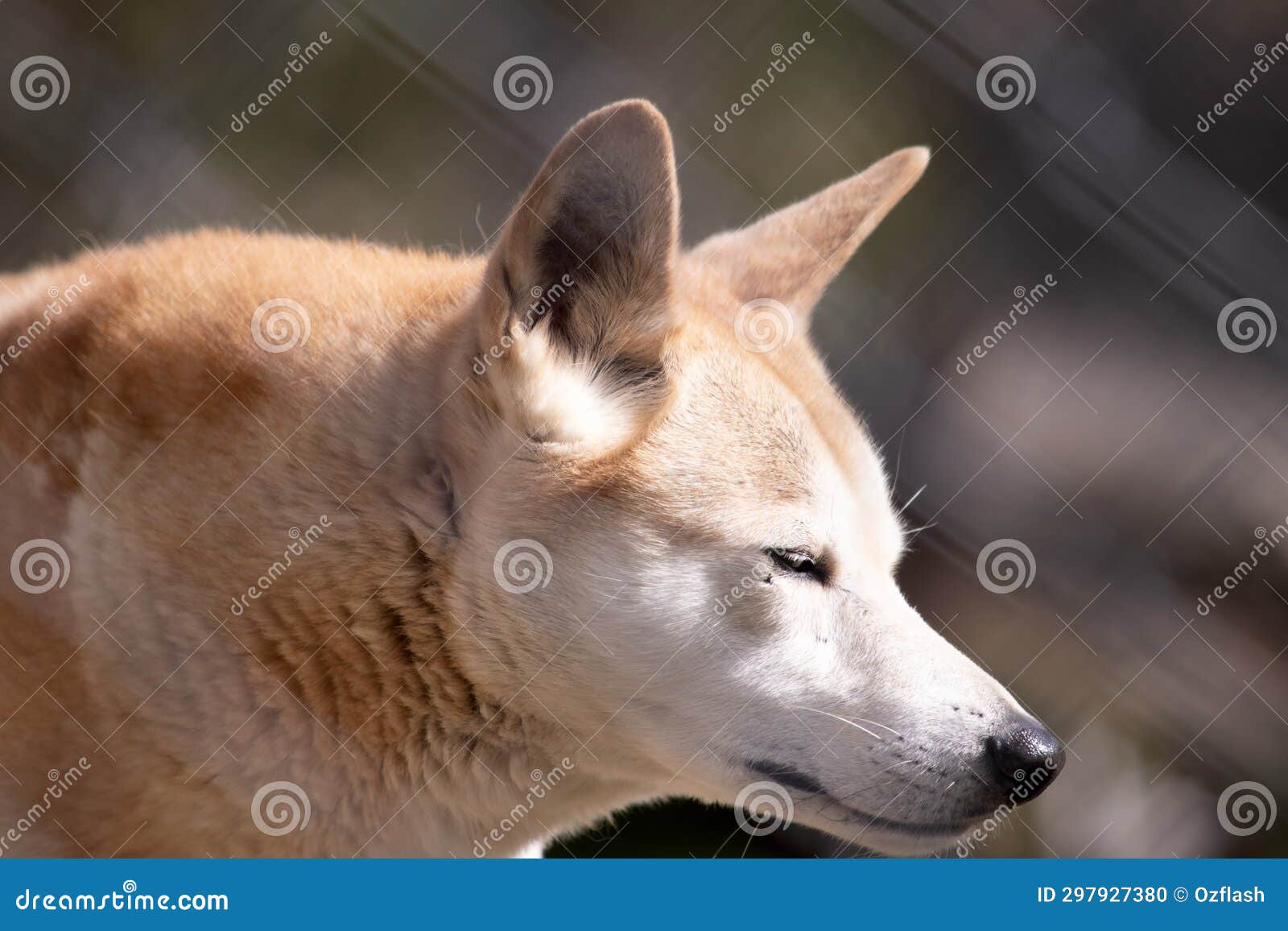 This is a Close Up of a Dingo Stock Photo - Image of vicious, golden ...