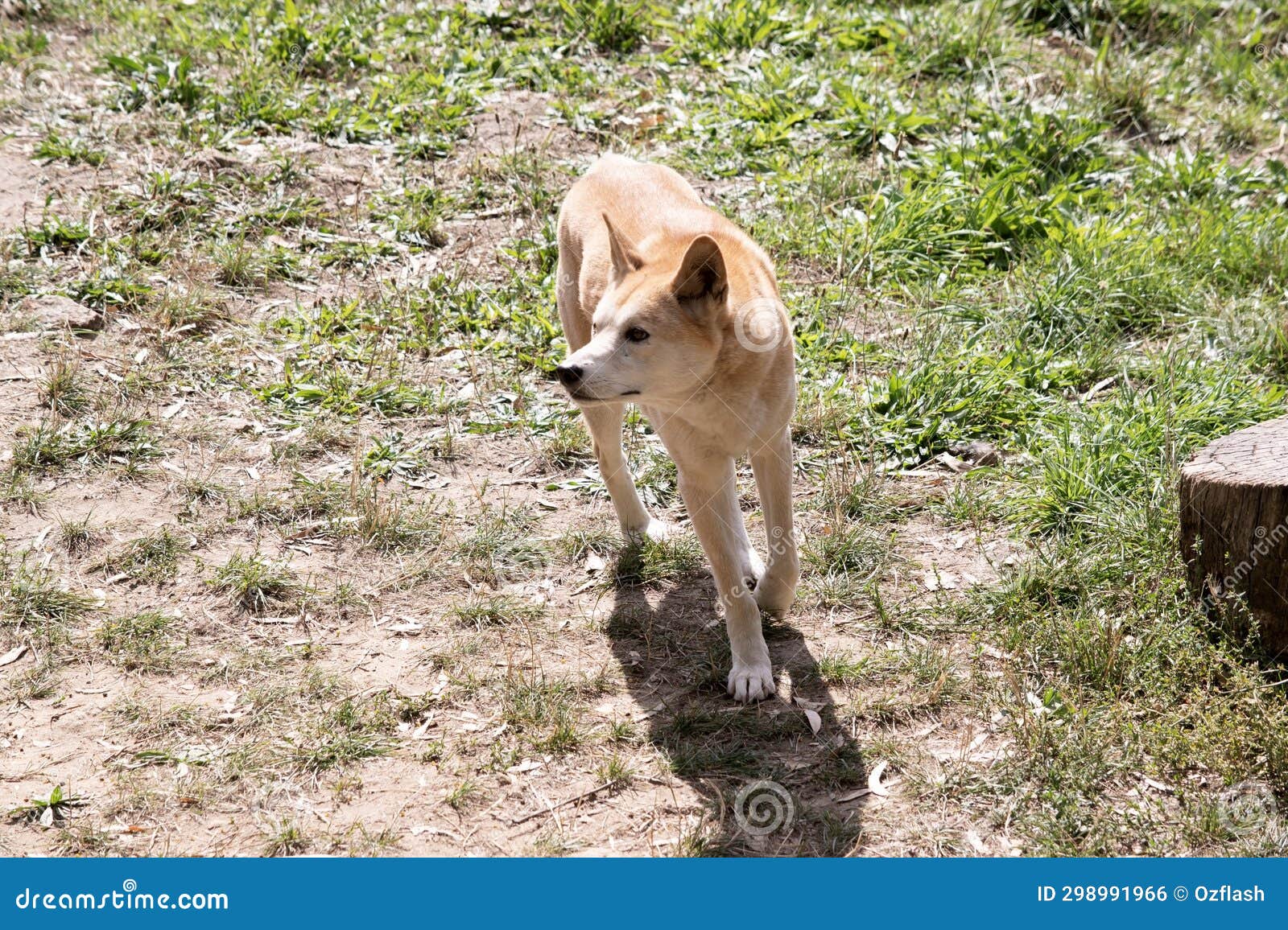 The Golden Dingo is a Dangerous Dog Stock Photo - Image of canine, mean ...
