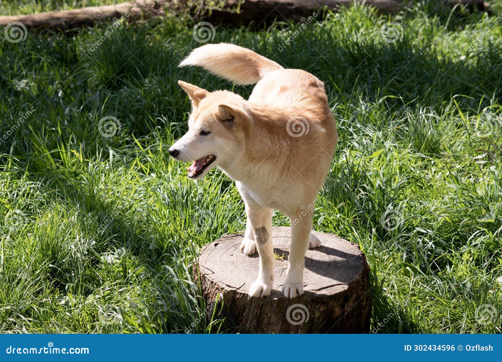 The Golden Dingo is Standing on a Tree Stump Stock Photo - Image of ...