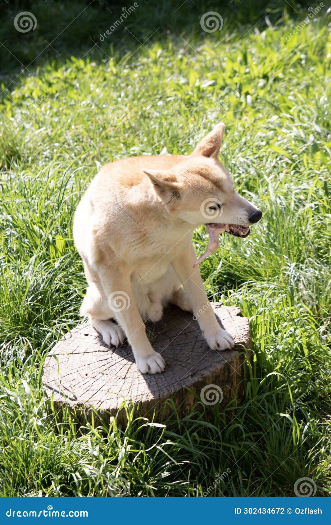 The golden dingo is eating stock photo. Image of animal - 302434672