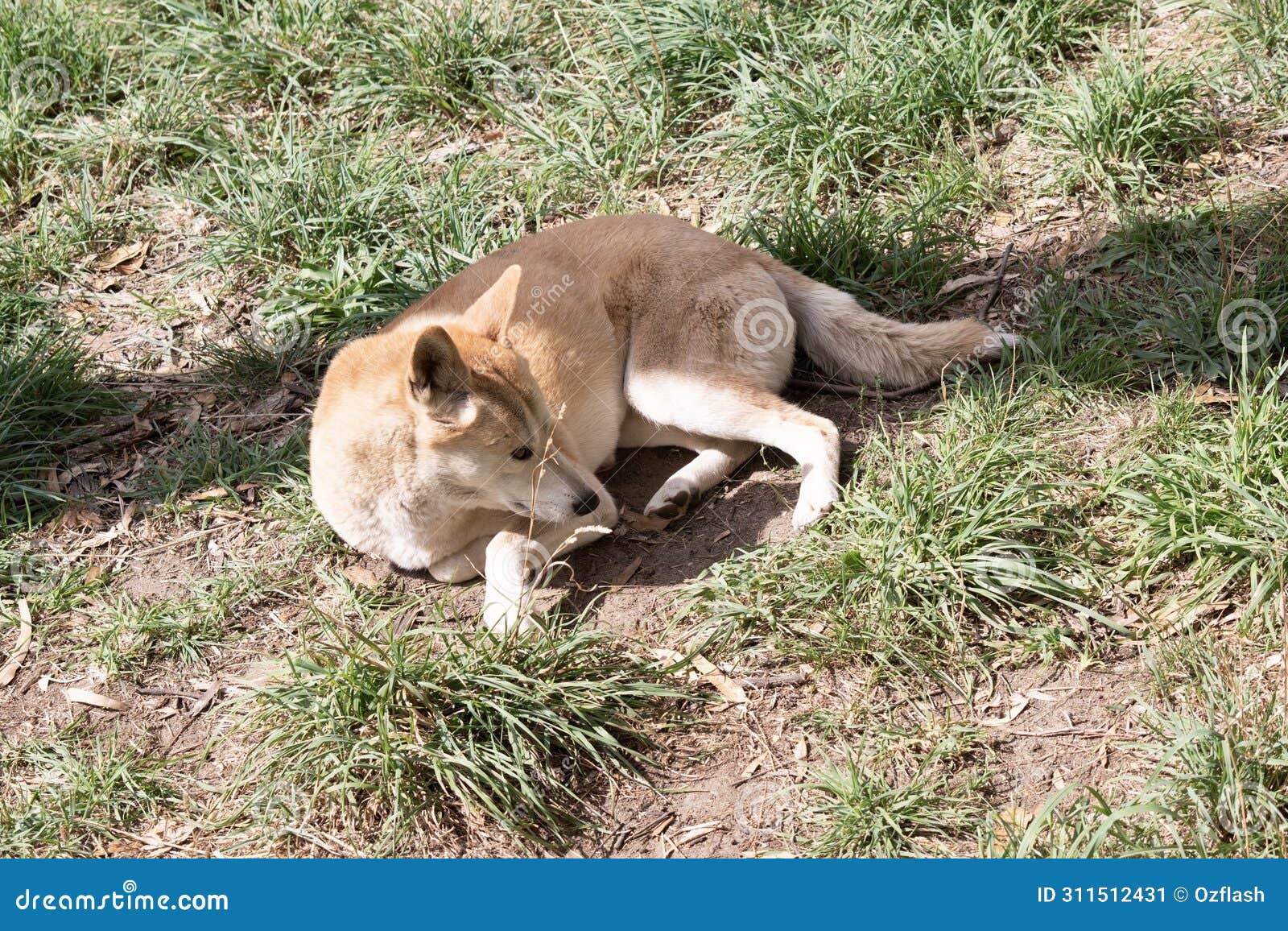 The Golden Dingo is a Wild Dog Stock Image - Image of nose, australia ...
