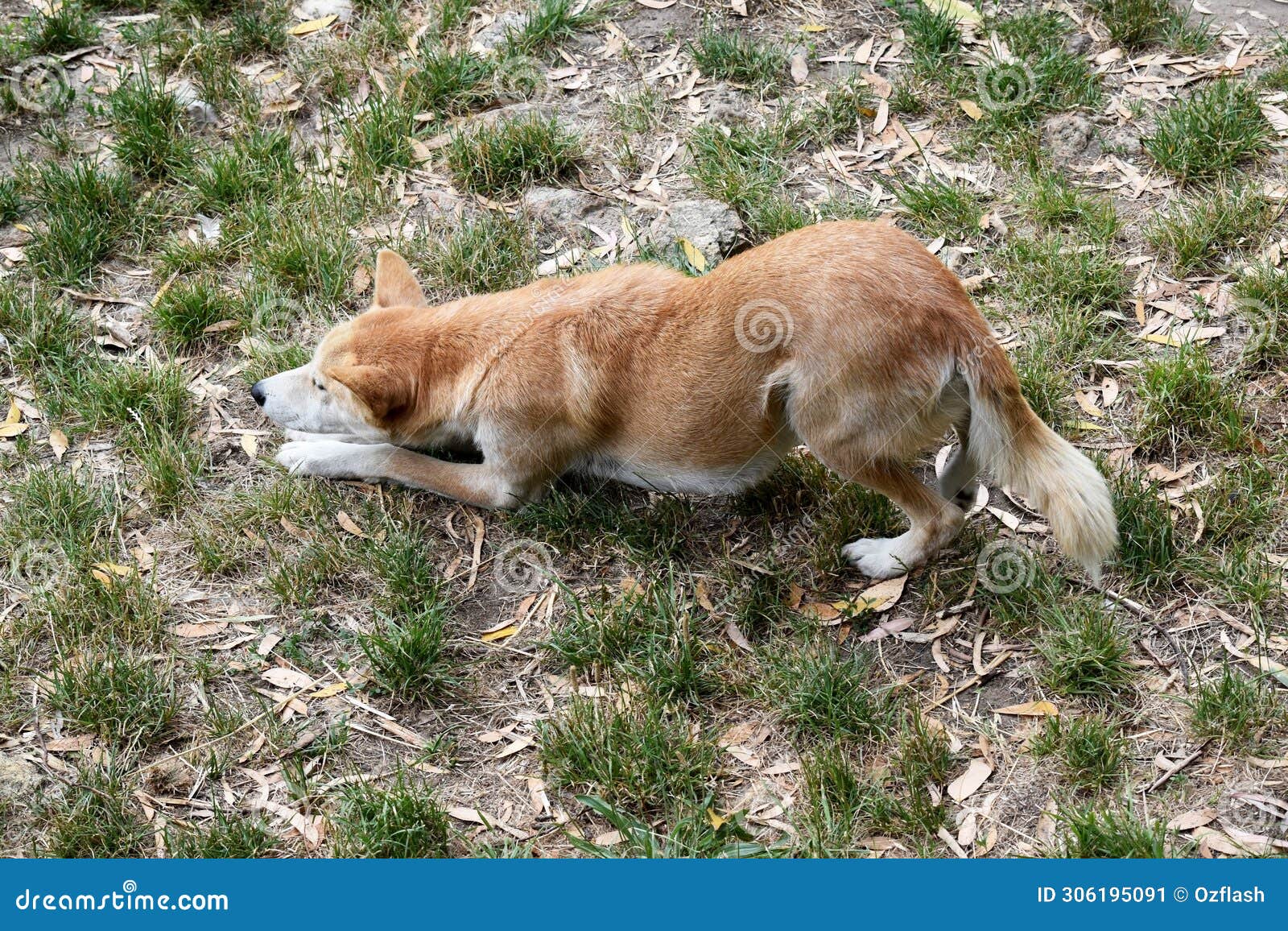 The Golden Dingo is about To Stand Up Stock Image - Image of whiskers ...