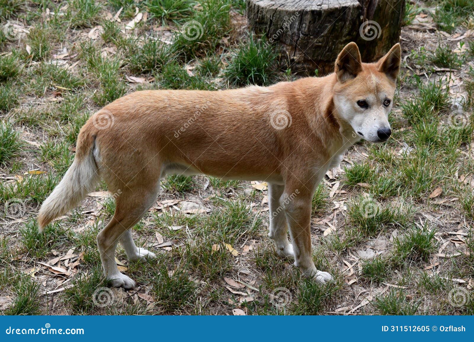 The Golden Dingo is a Wild Dog Stock Image - Image of wolf, resting ...