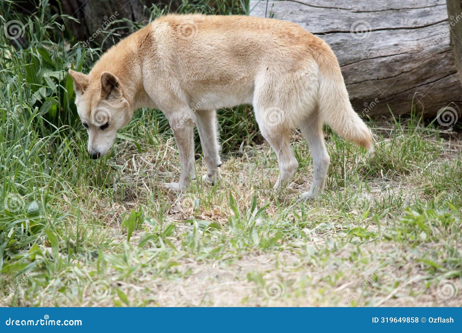 The Dingo is Looking in the Grass for Food Stock Photo - Image of ...