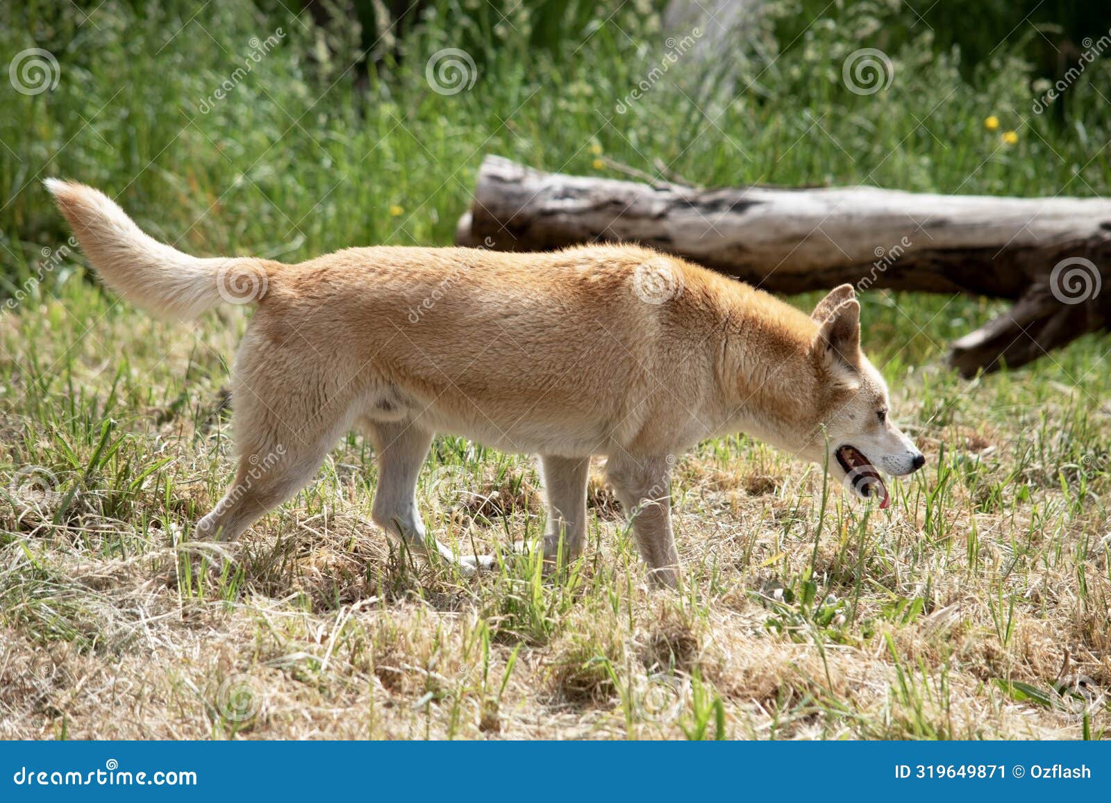This is a Side View of a Dingo Stock Image - Image of wildlife ...