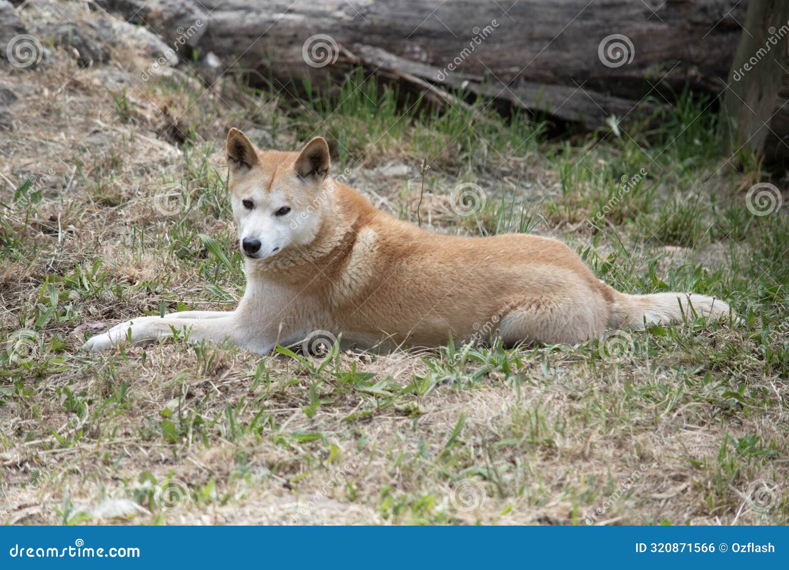 The dingo is resting stock photo. Image of white, killers - 320871566