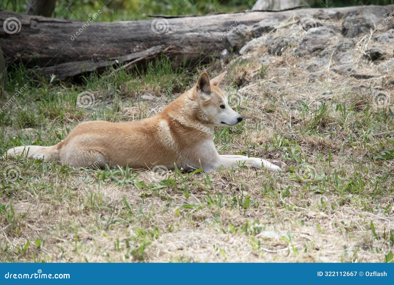 This is a Side View of a Dingo Stock Image - Image of wildlife, wolf ...