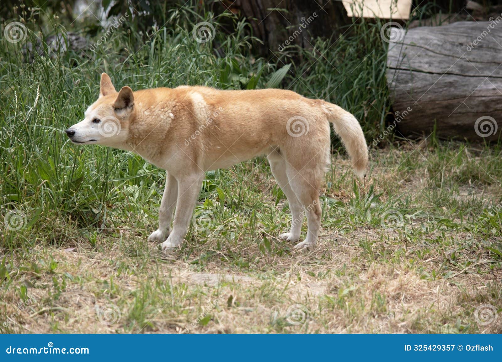 A side view of a dingo stock image. Image of wildlife - 325429357