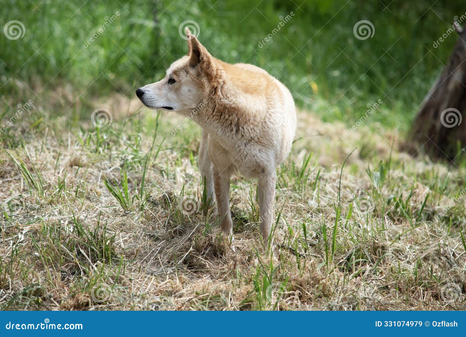 This is a Close Up of a Golden Dingo Stock Image - Image of feet ...