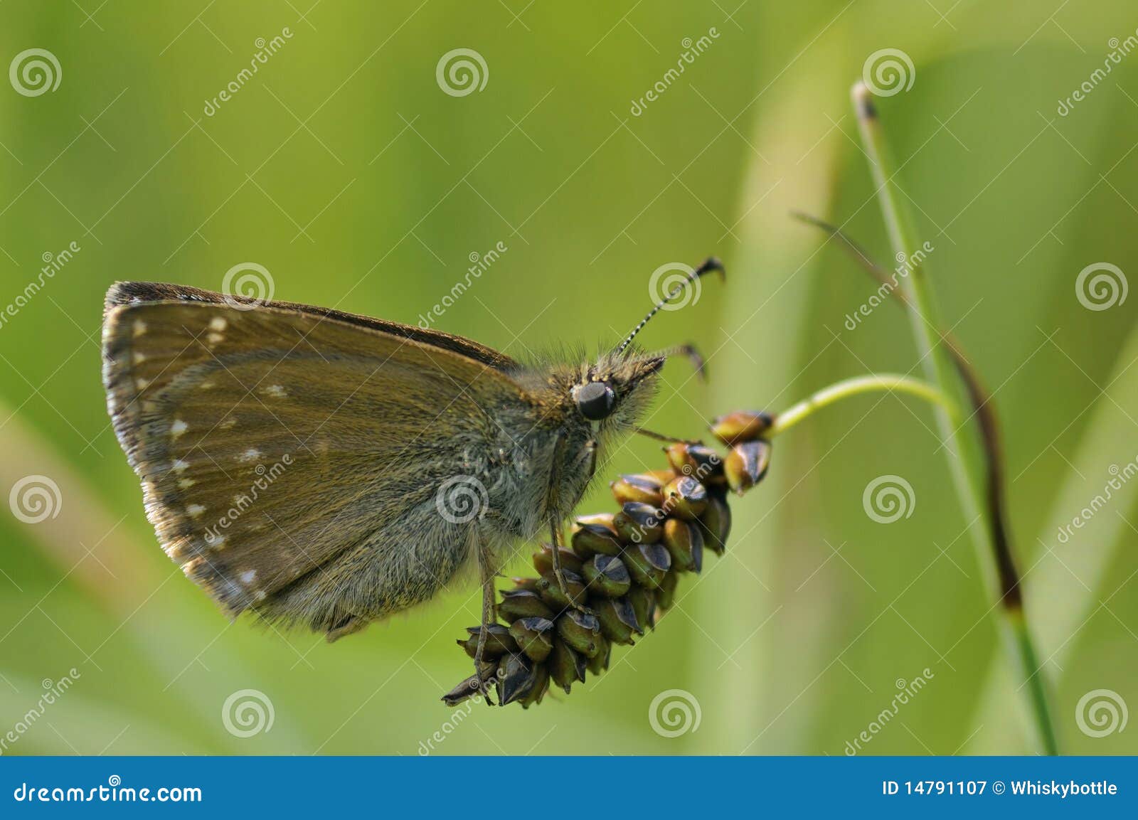 Dingy Skipper Butterfly - Erynnis Tages Stock Image - Image of skipper ...
