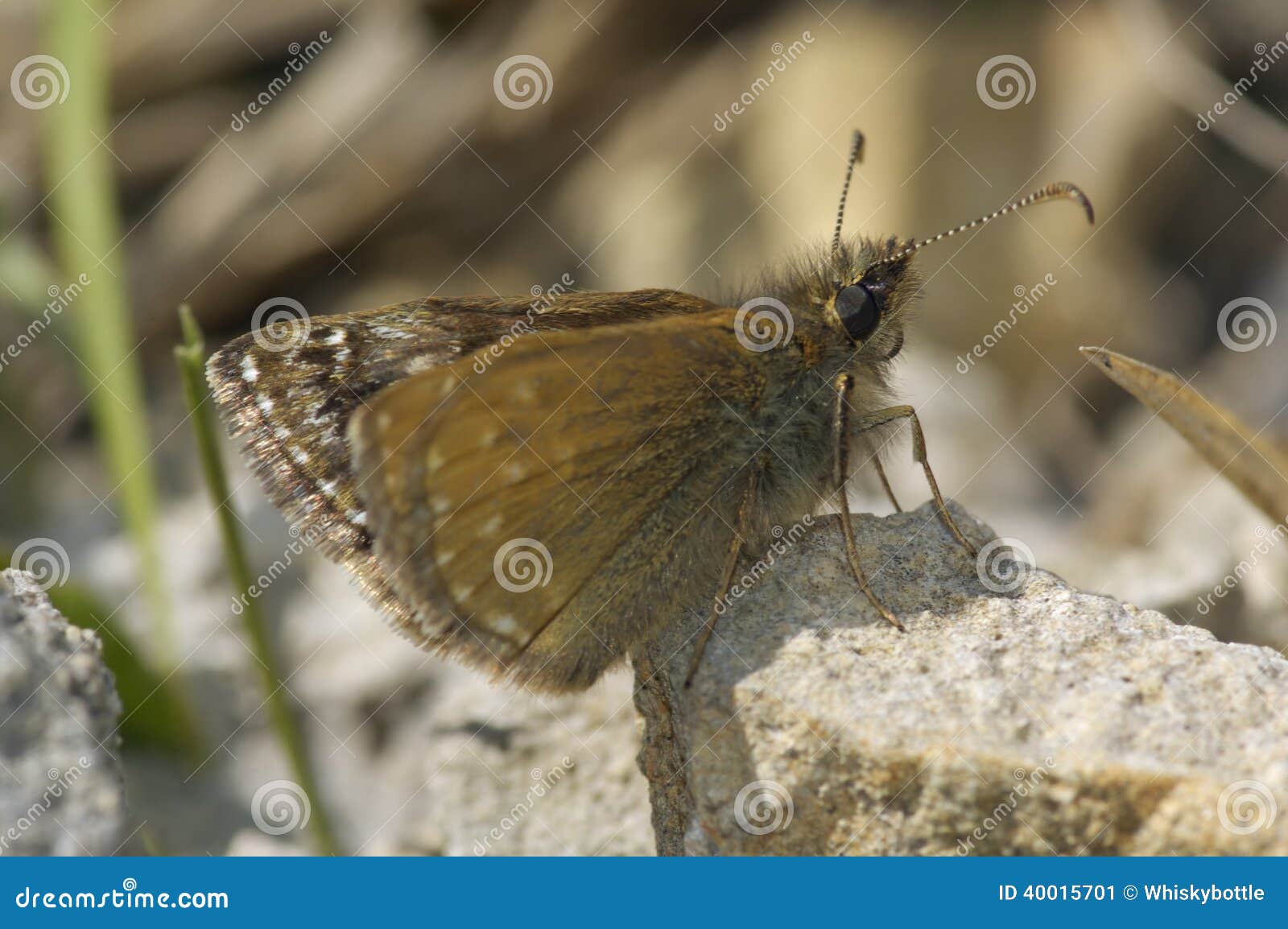 Dingy Skipper Butterfly stock image. Image of landscape - 40015701