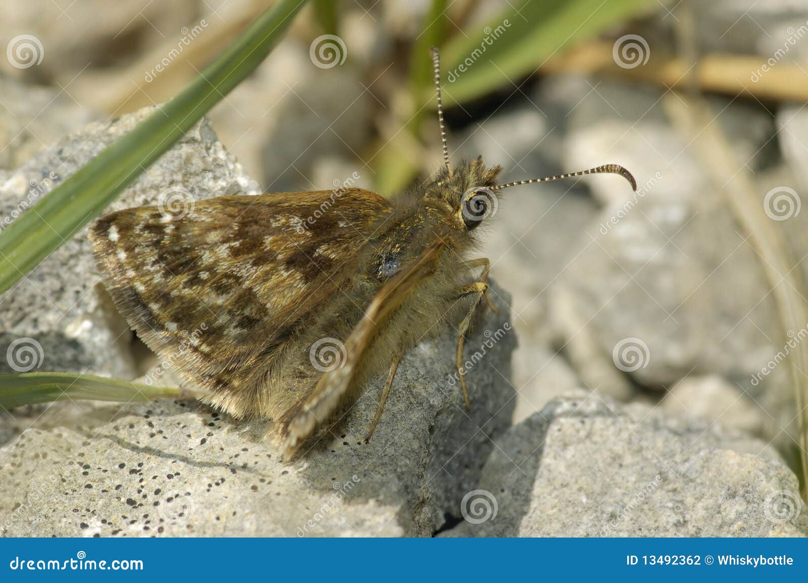 Dingy Skipper - Erynnis Tages Stock Photo - Image of horizontal, wild ...