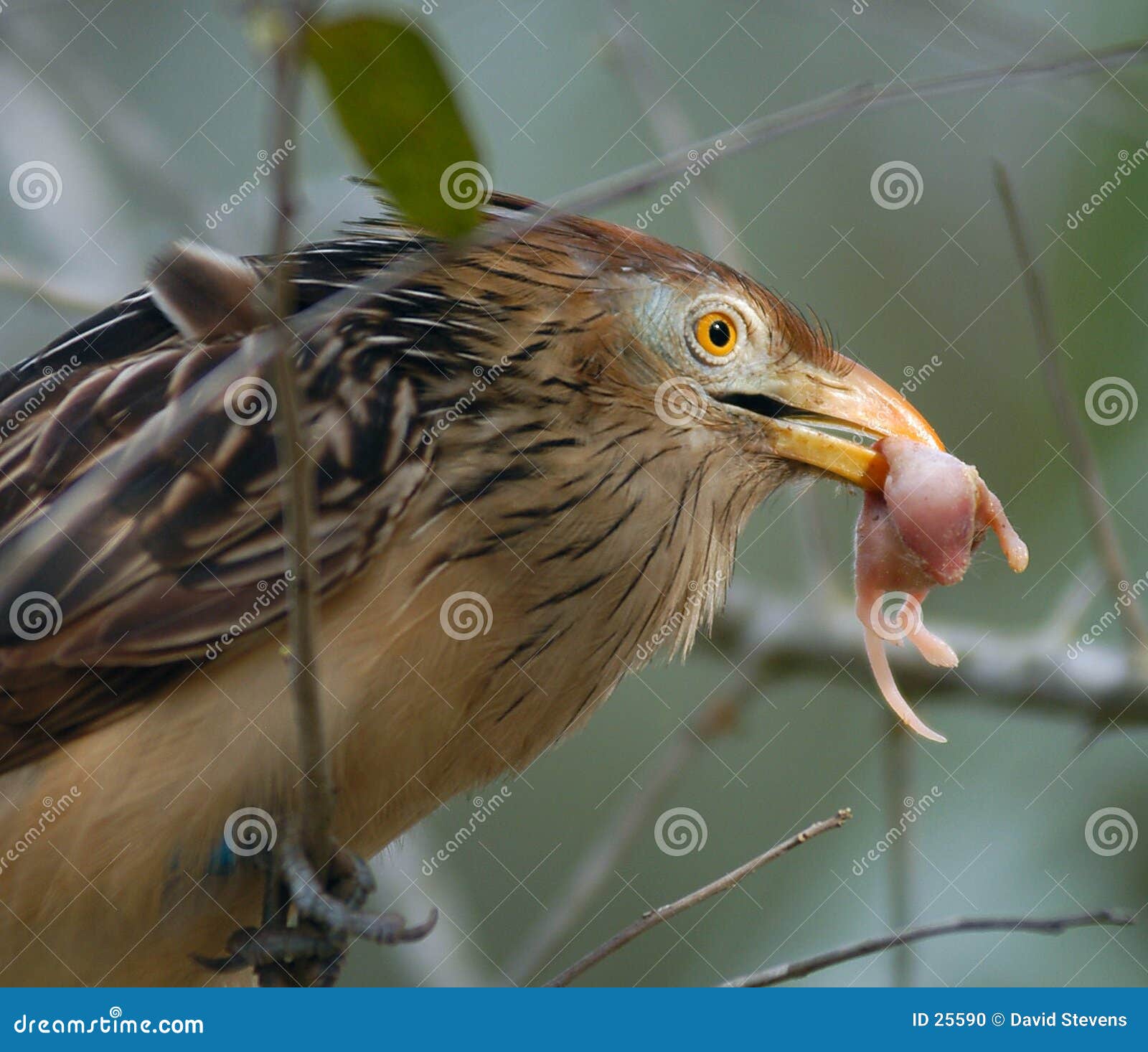 Dinner stock photo. Image of caught, flight, dinner, birds - 25590