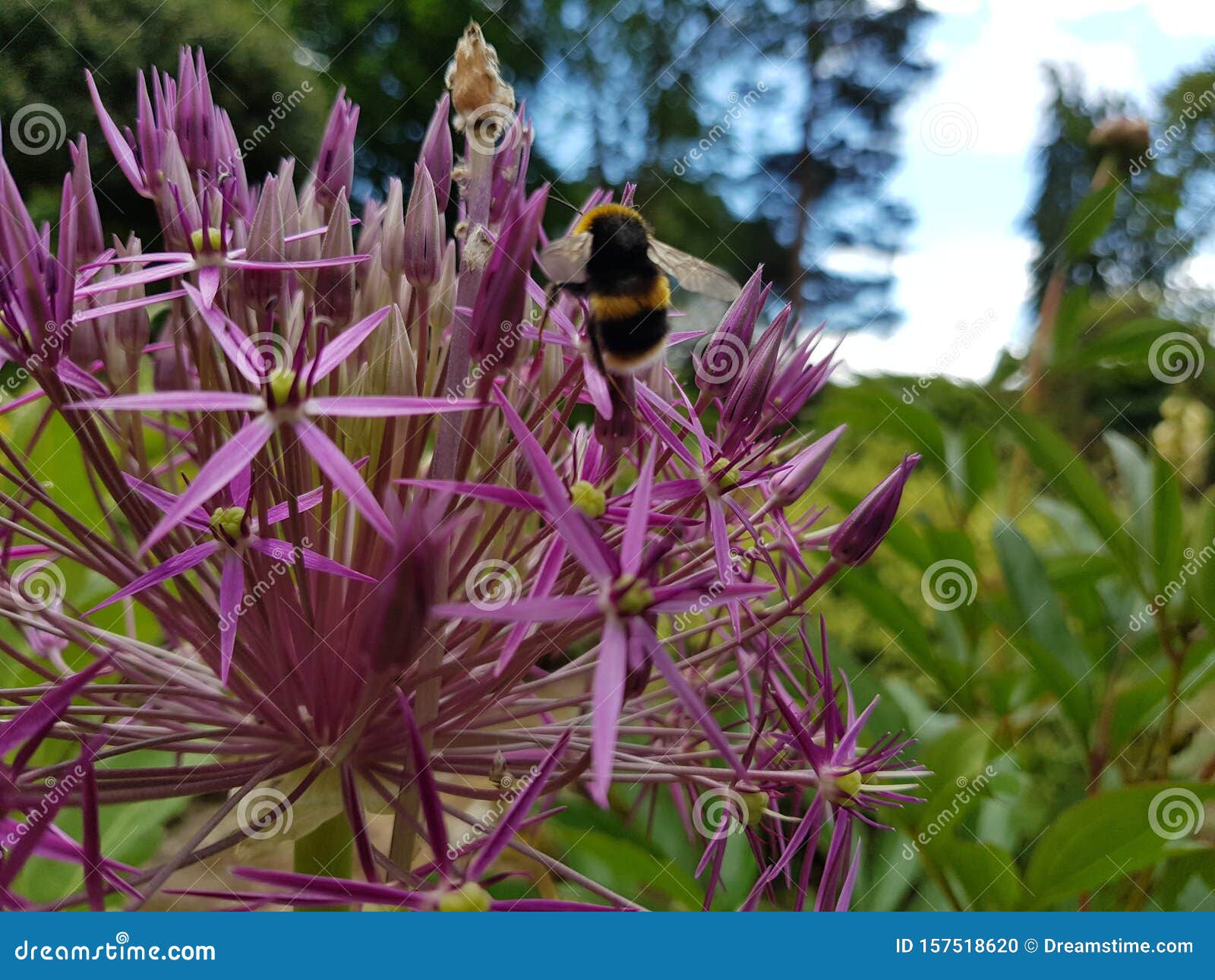 Dinner for the bees stock photo. Image of dinner, flowers - 157518620