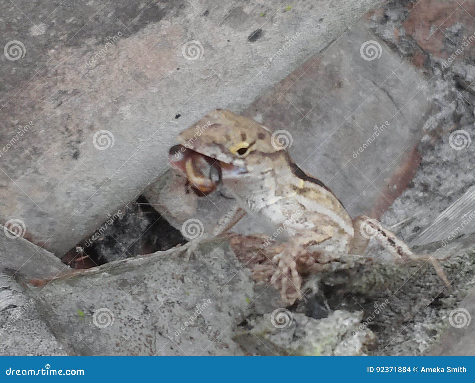 Dinner stock photo. Image of lizard, cool, dinner, nature - 92371884