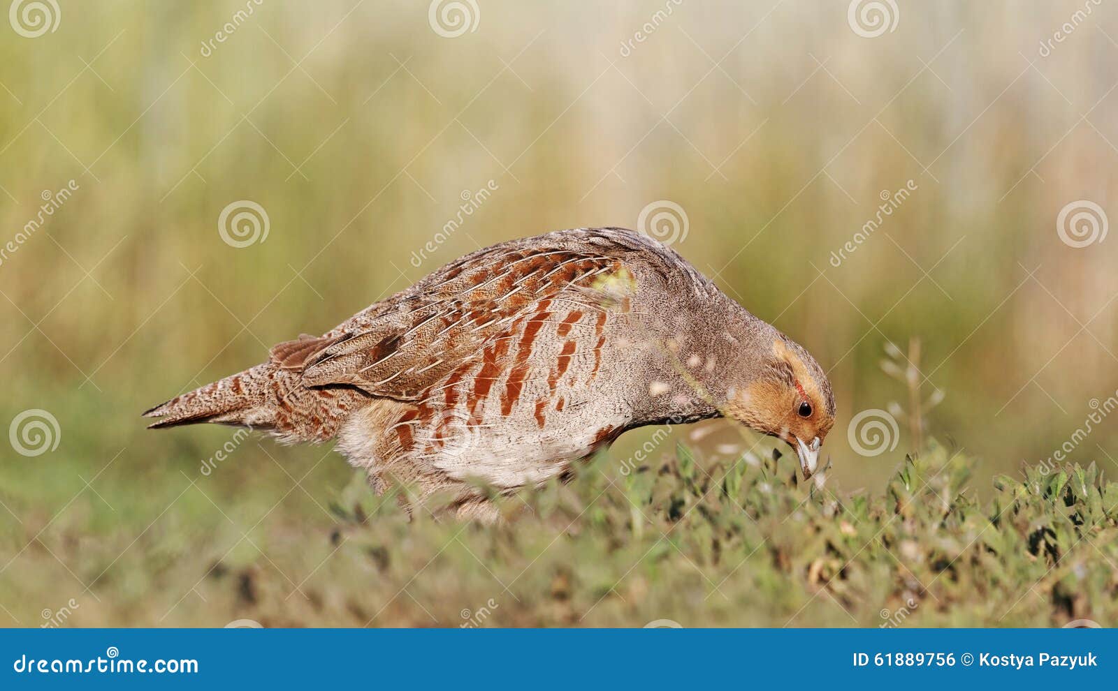 Dinner partridge stock photo. Image of couple, beautiful - 61889756
