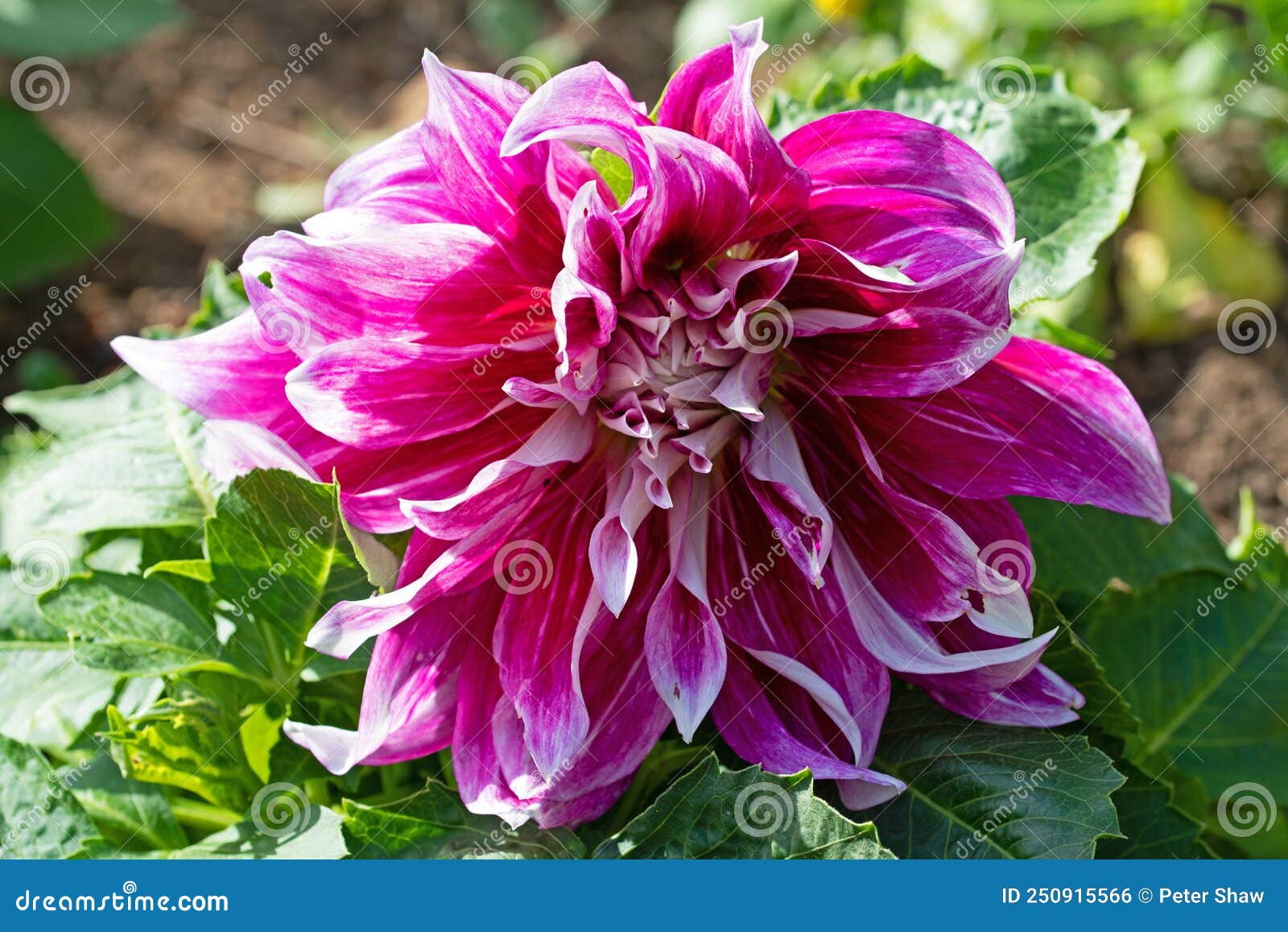 Dinner Plate Sized Explosion Dahlia. Stock Photo - Image of colorful ...