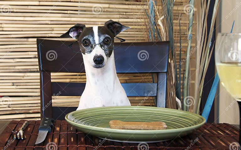 Dinner Please stock photo. Image of sitting, plate, water - 14485452