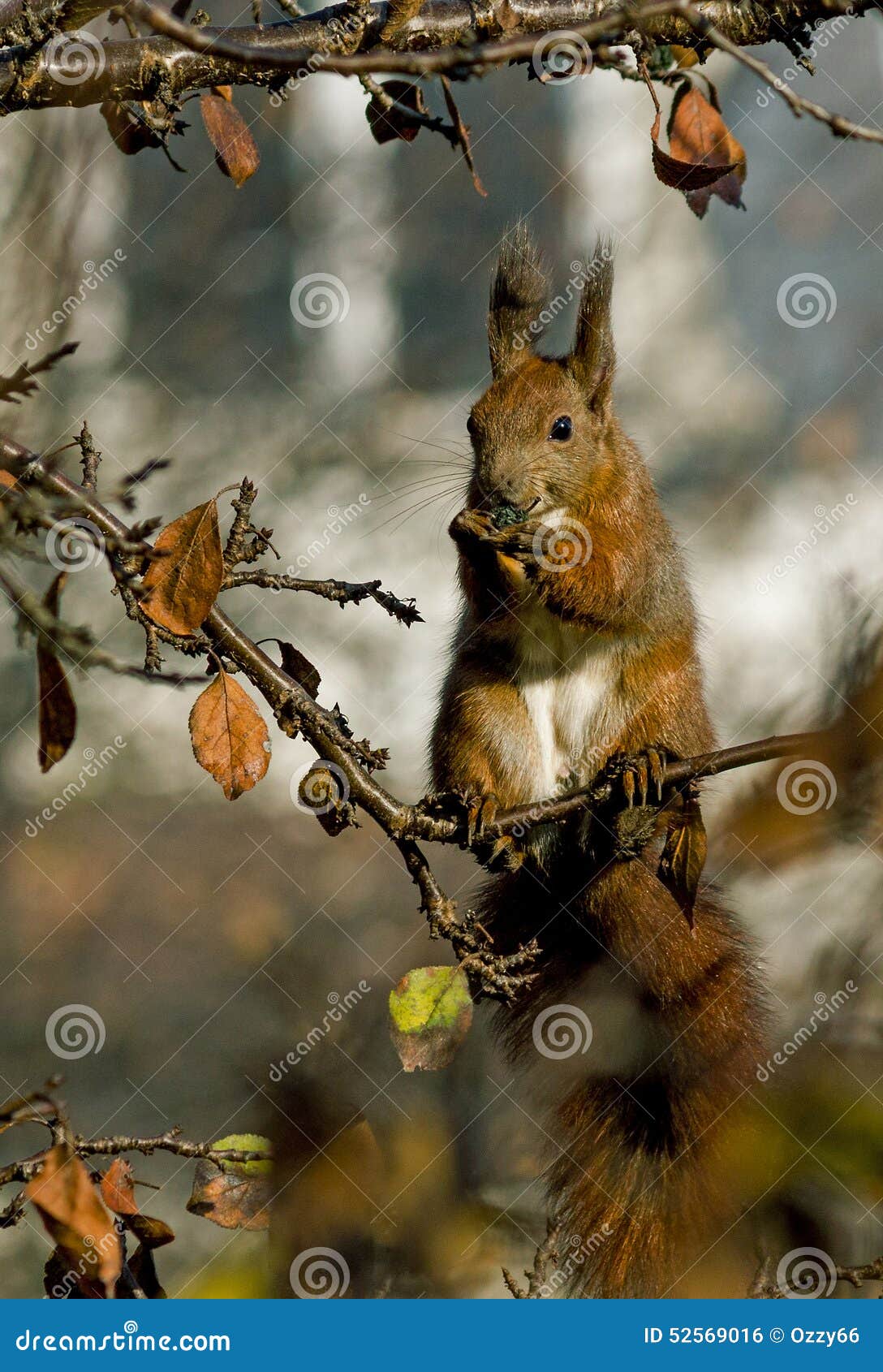 A dinner of a squirrel stock photo. Image of meal, animal - 52569016