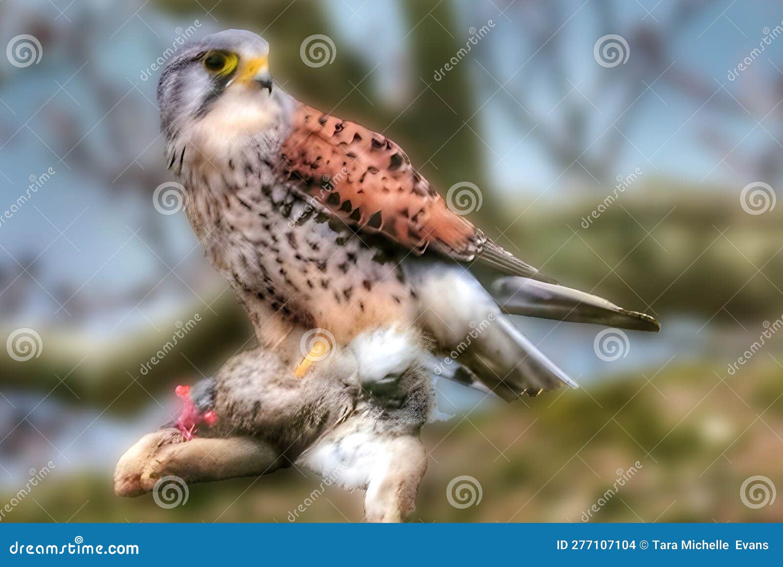 Dinner time stock photo. Image of eating, feed, kestrel - 277107104
