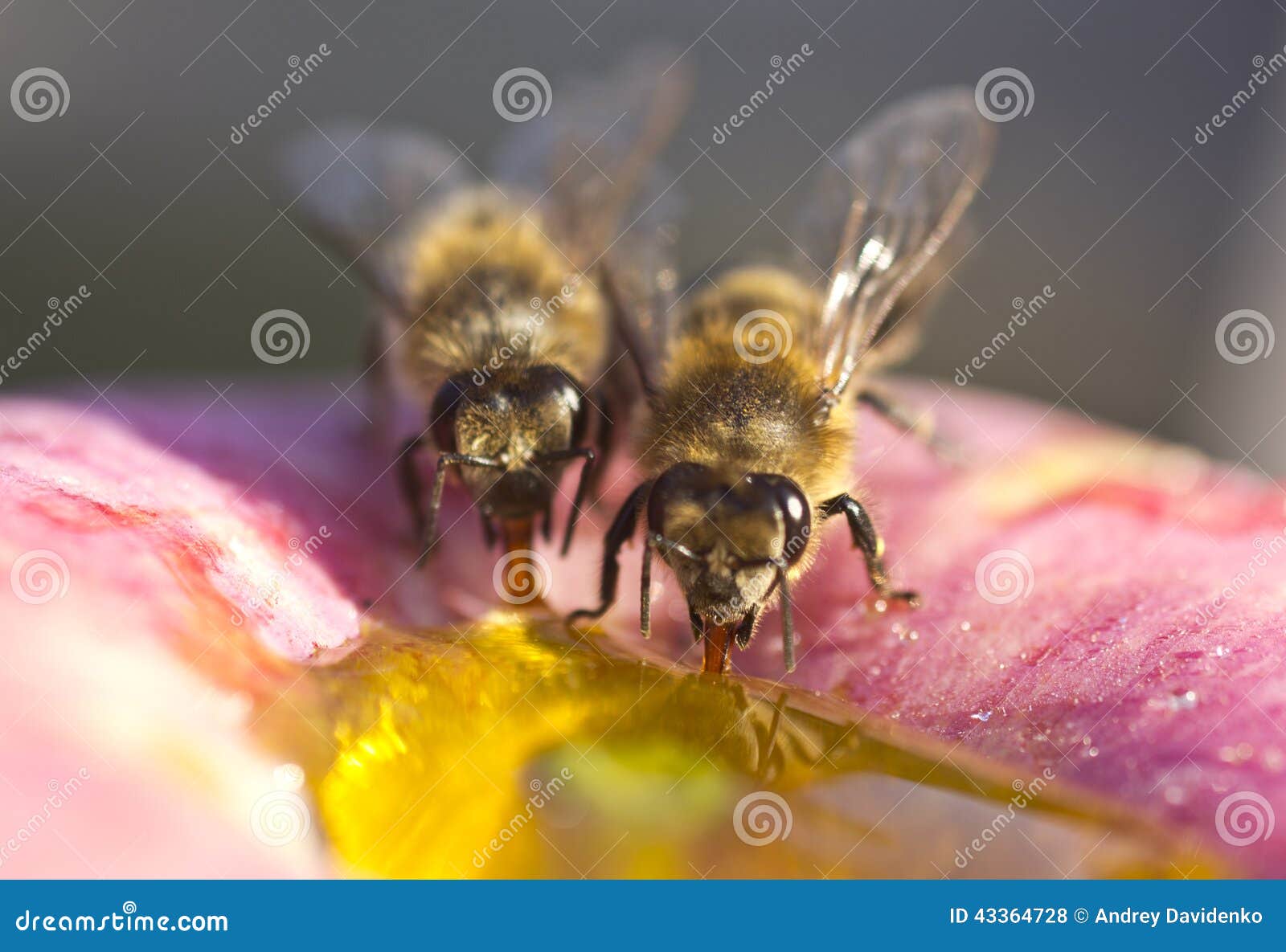 Dinner for two stock photo. Image of abdomen, tentacles - 43364728