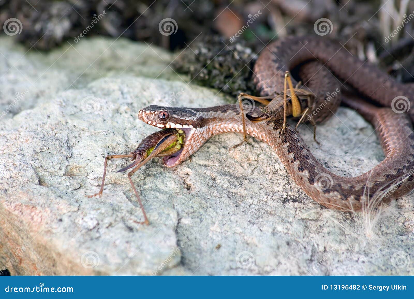 Dinner of a viper stock photo. Image of viper, creep - 13196482