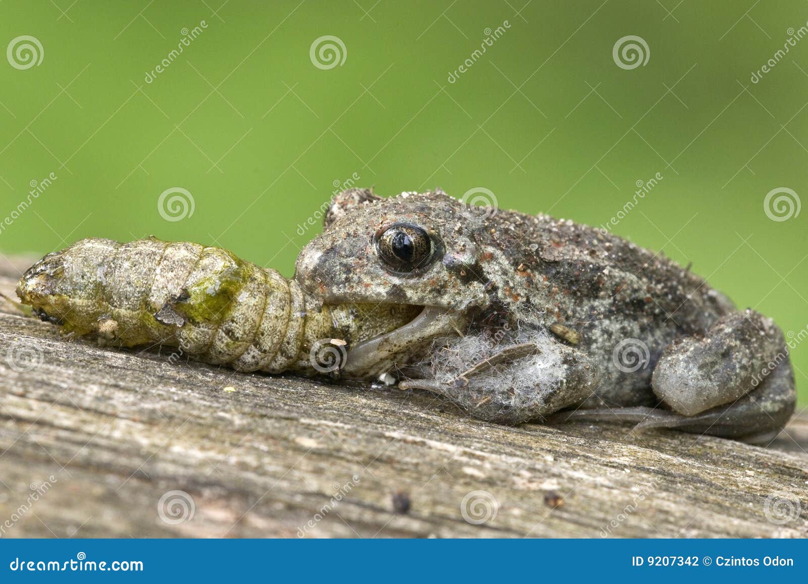 Frog Eating Bug Stock Photos - Free & Royalty-Free Stock Photos from ...