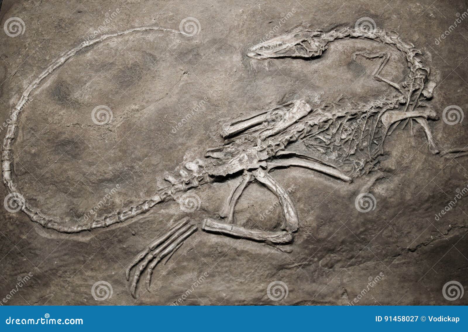 Dino fossil stock image. Image of bone, mineral, brown - 91458027