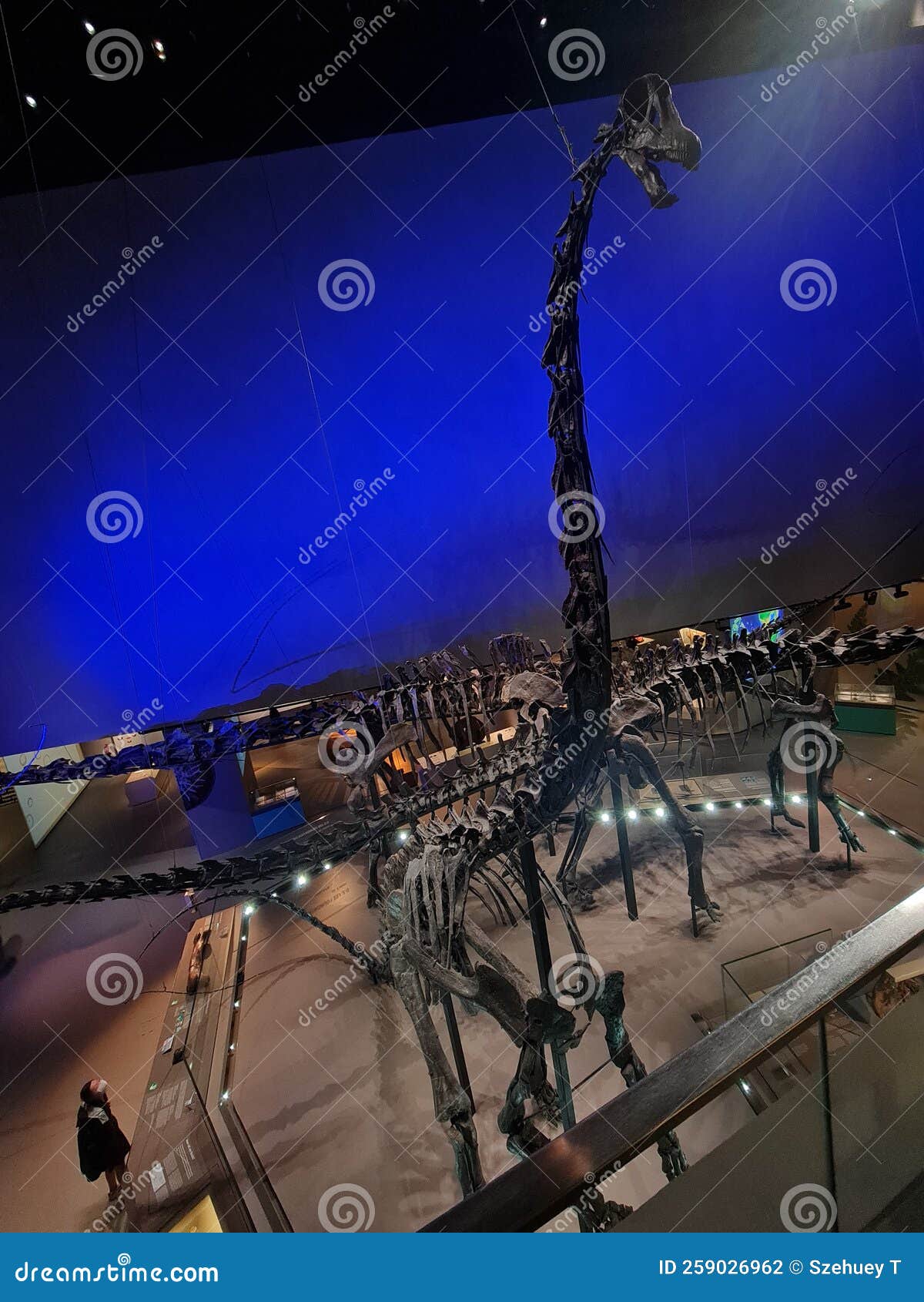 Dino Skeleton editorial photography. Image of night - 259026962