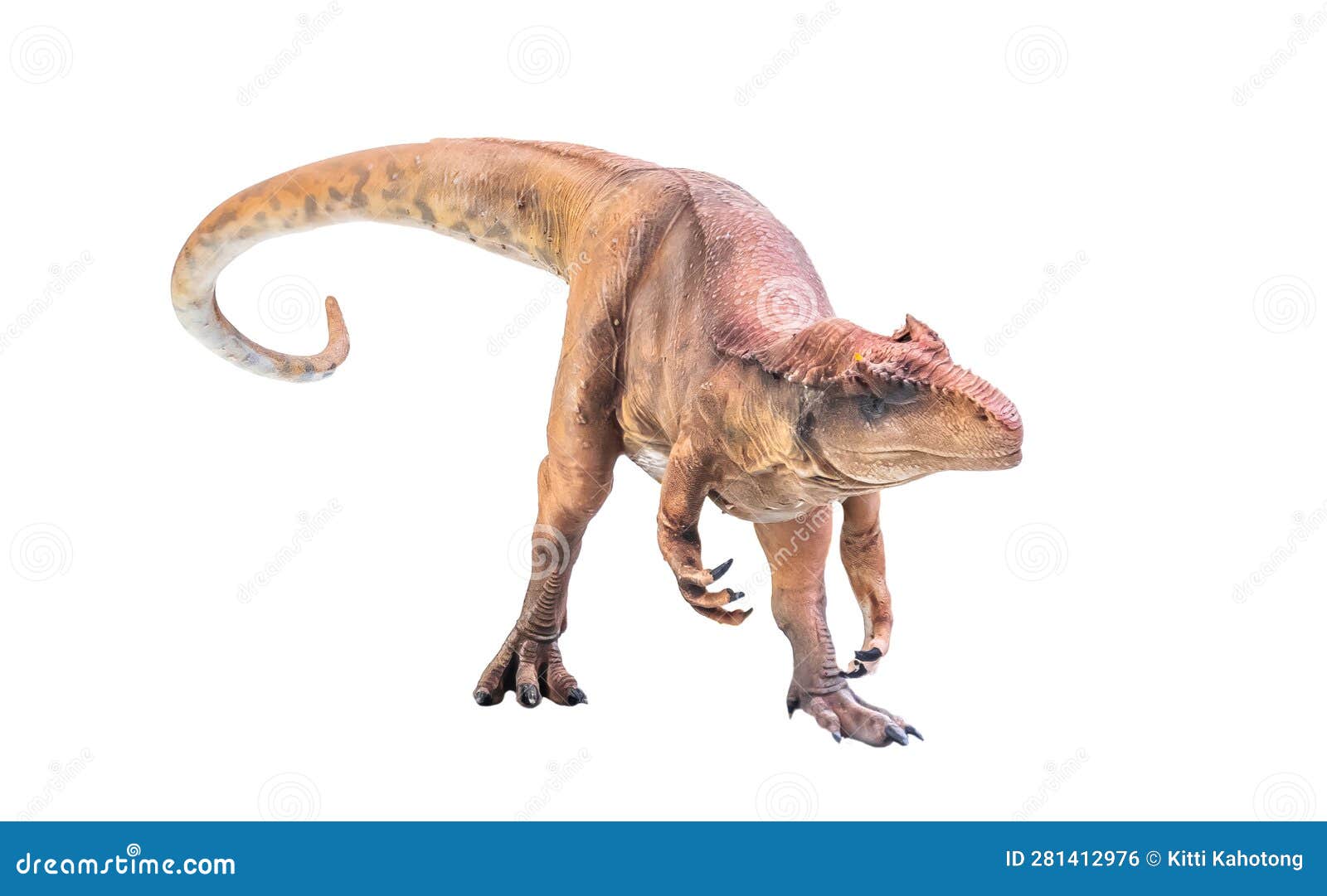 Dinosaur , Allosaurus on Isolated Background Stock Photo - Image of ...