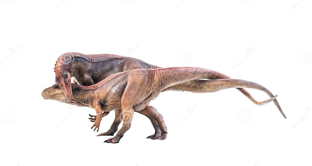 Dinosaur , Allosaurus on Isolated Background Stock Photo - Image of ...