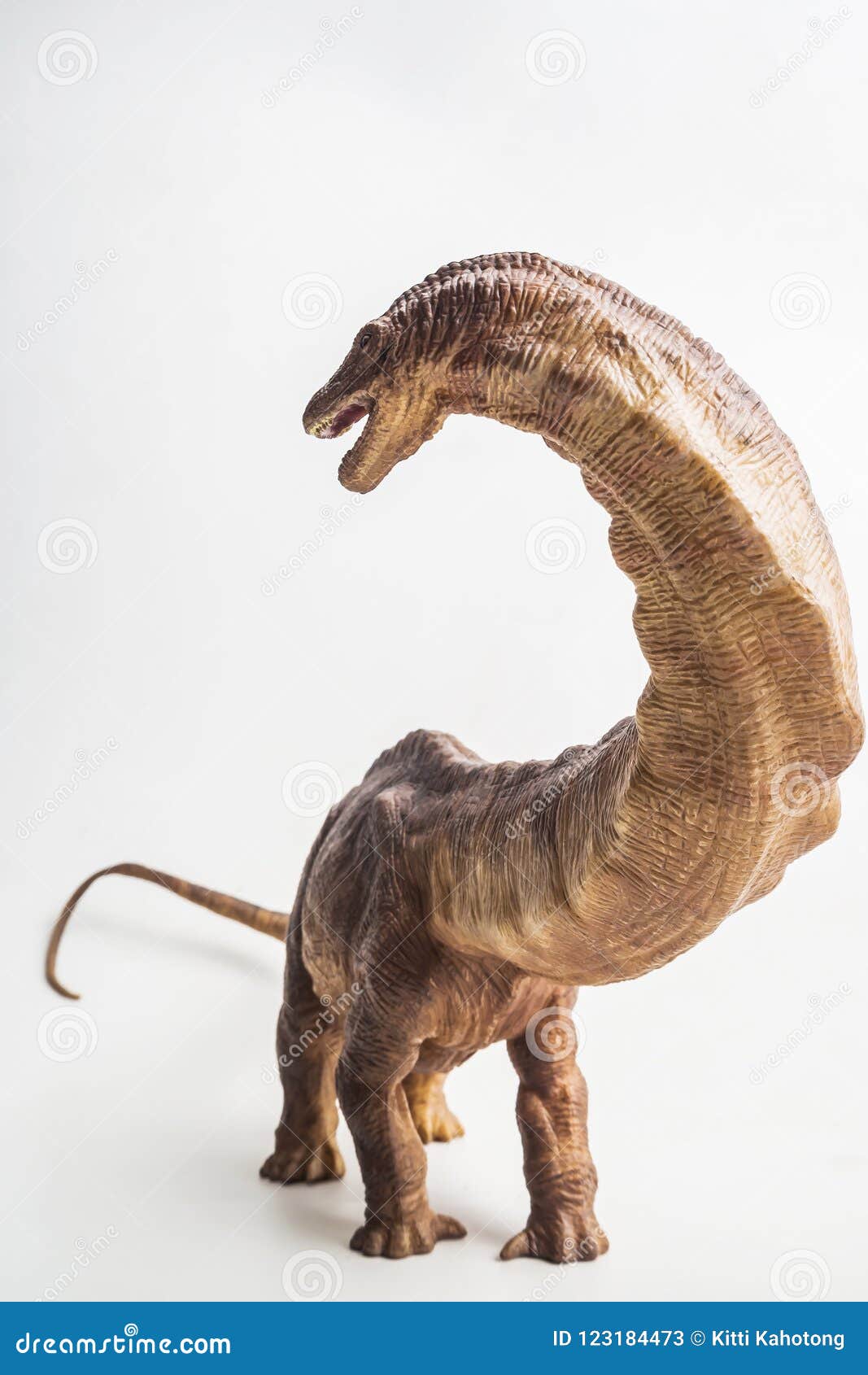 Dinosaur , Apatosaurus on White Background Stock Image - Image of ...