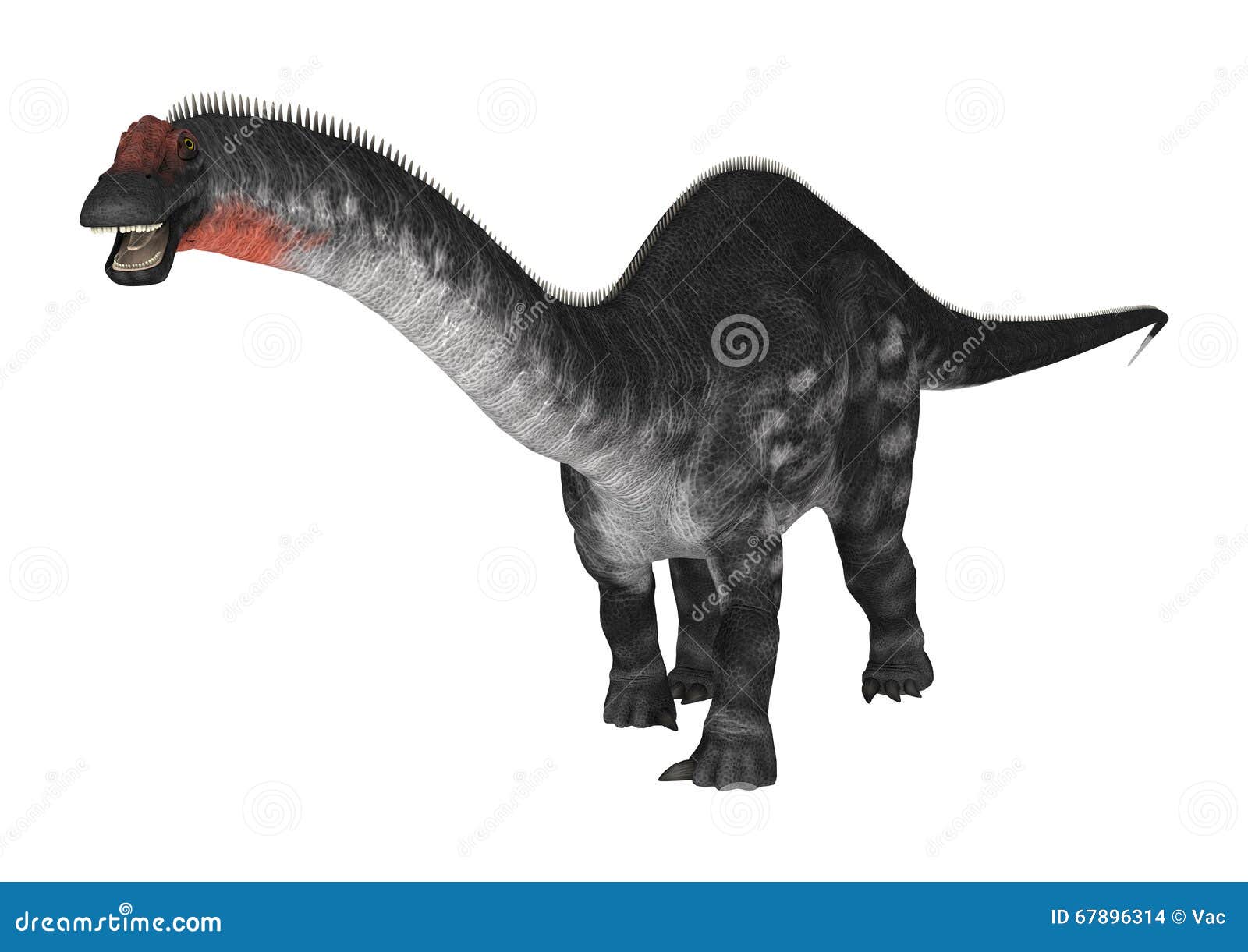 Dinosaur Apatosaurus on White Stock Illustration - Illustration of tall ...