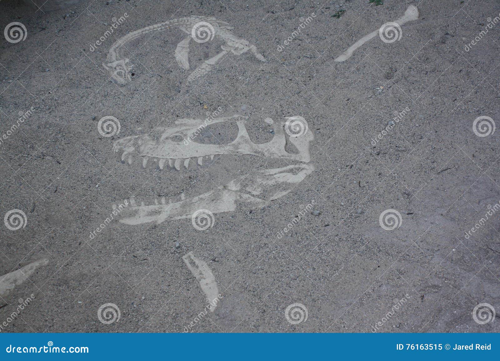 DINOSAUR BONES stock image. Image of museum, desert, bones - 76163515