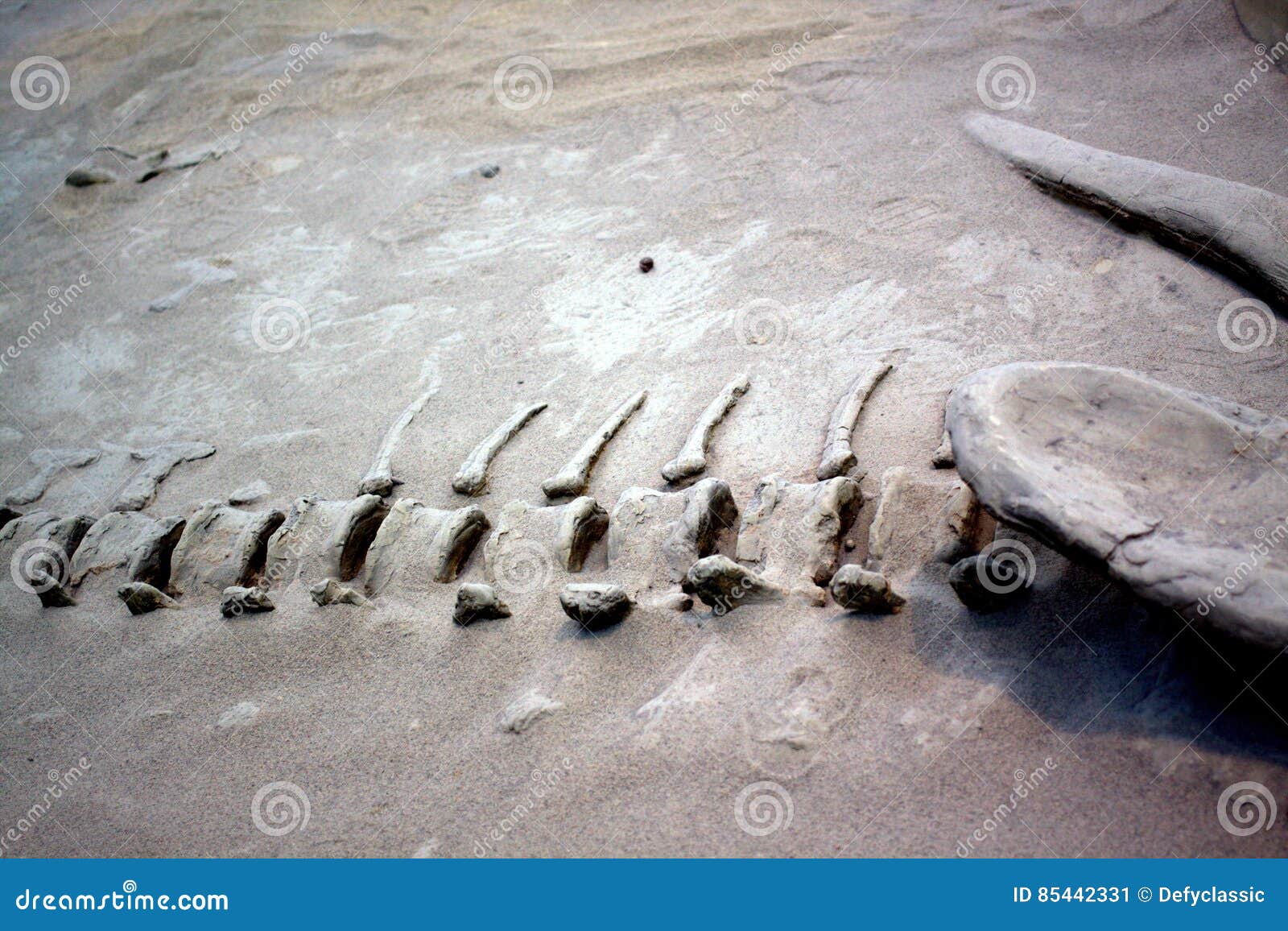 Dinosaur Bones stock image. Image of claws, period, fossils - 85442331