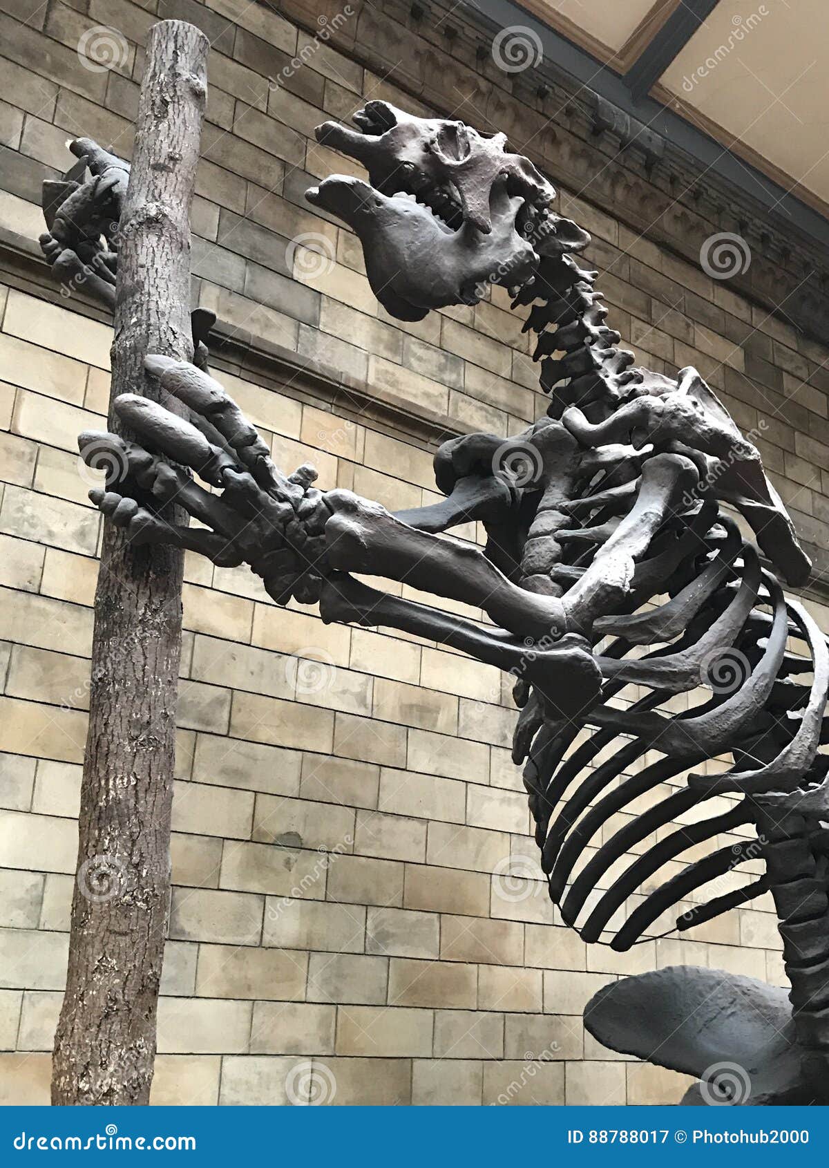 Dinosaur editorial photography. Image of bones, history - 88788017