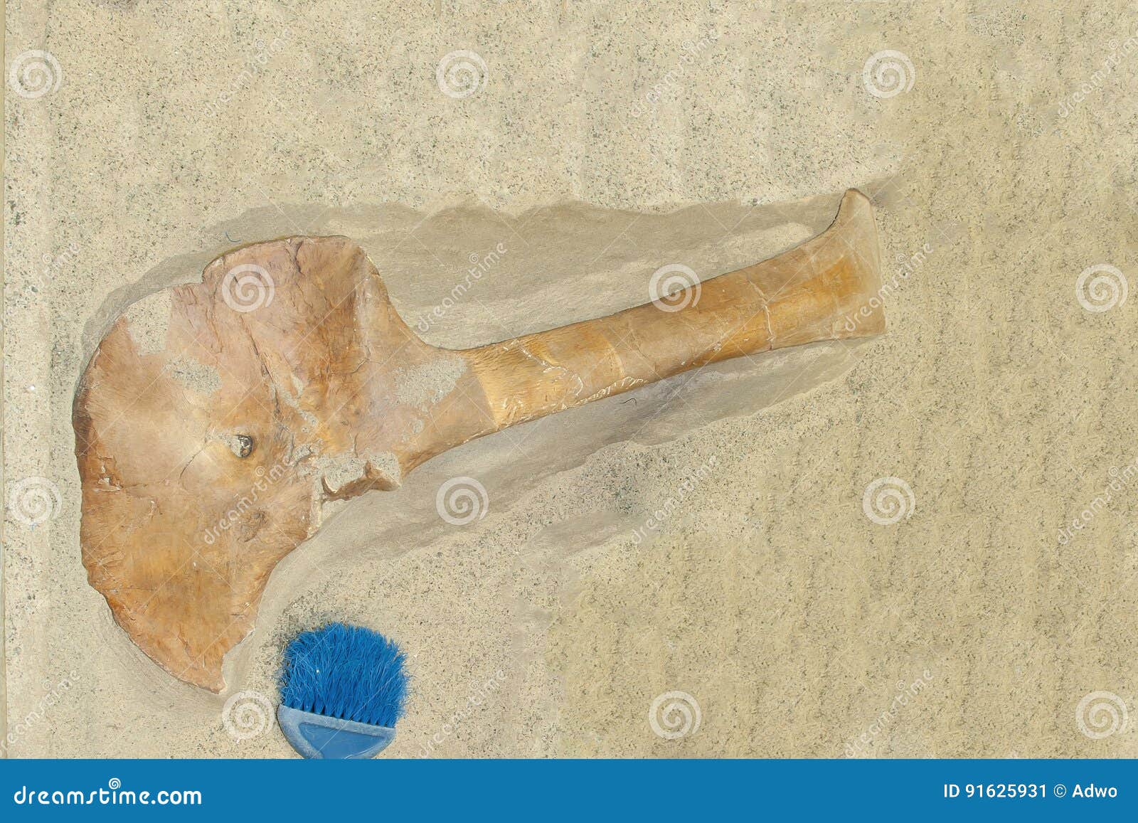 Dinosaur Bones Digging Model Stock Image - Image of bones, dust: 91625931
