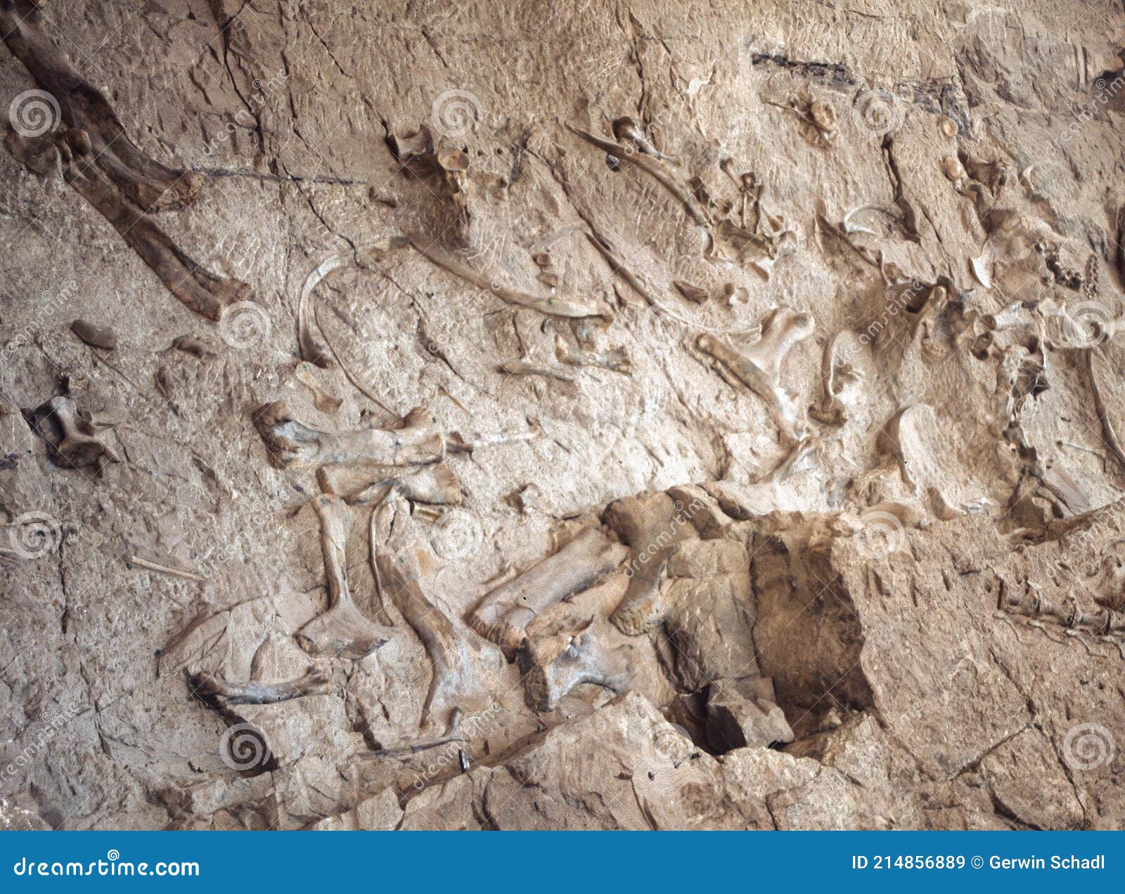 Dinosaur Bones in the Dinosaur National Monument Stock Image - Image of ...