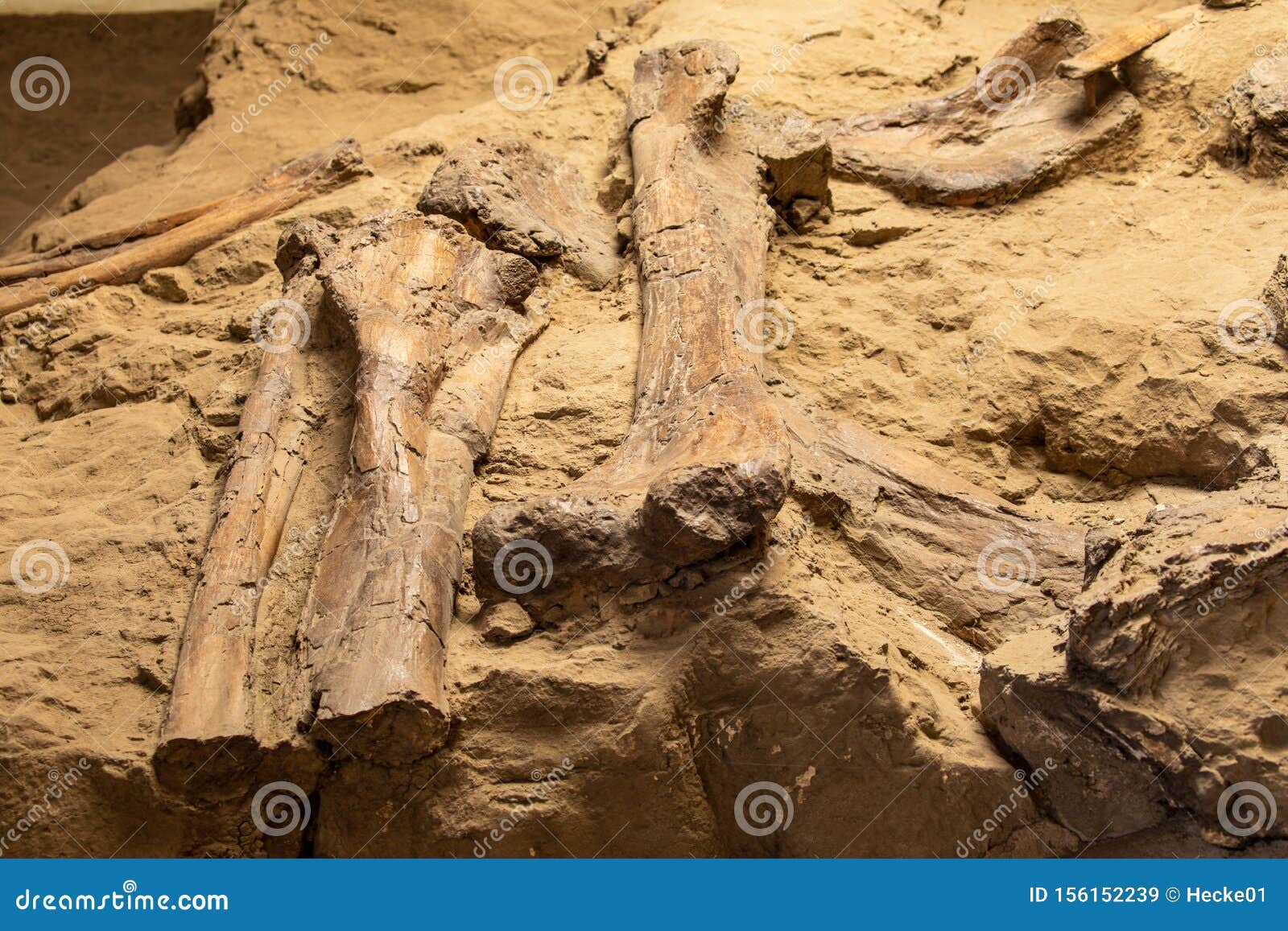 Dinosaur Bones and Fossils stock image. Image of fossils - 156152239
