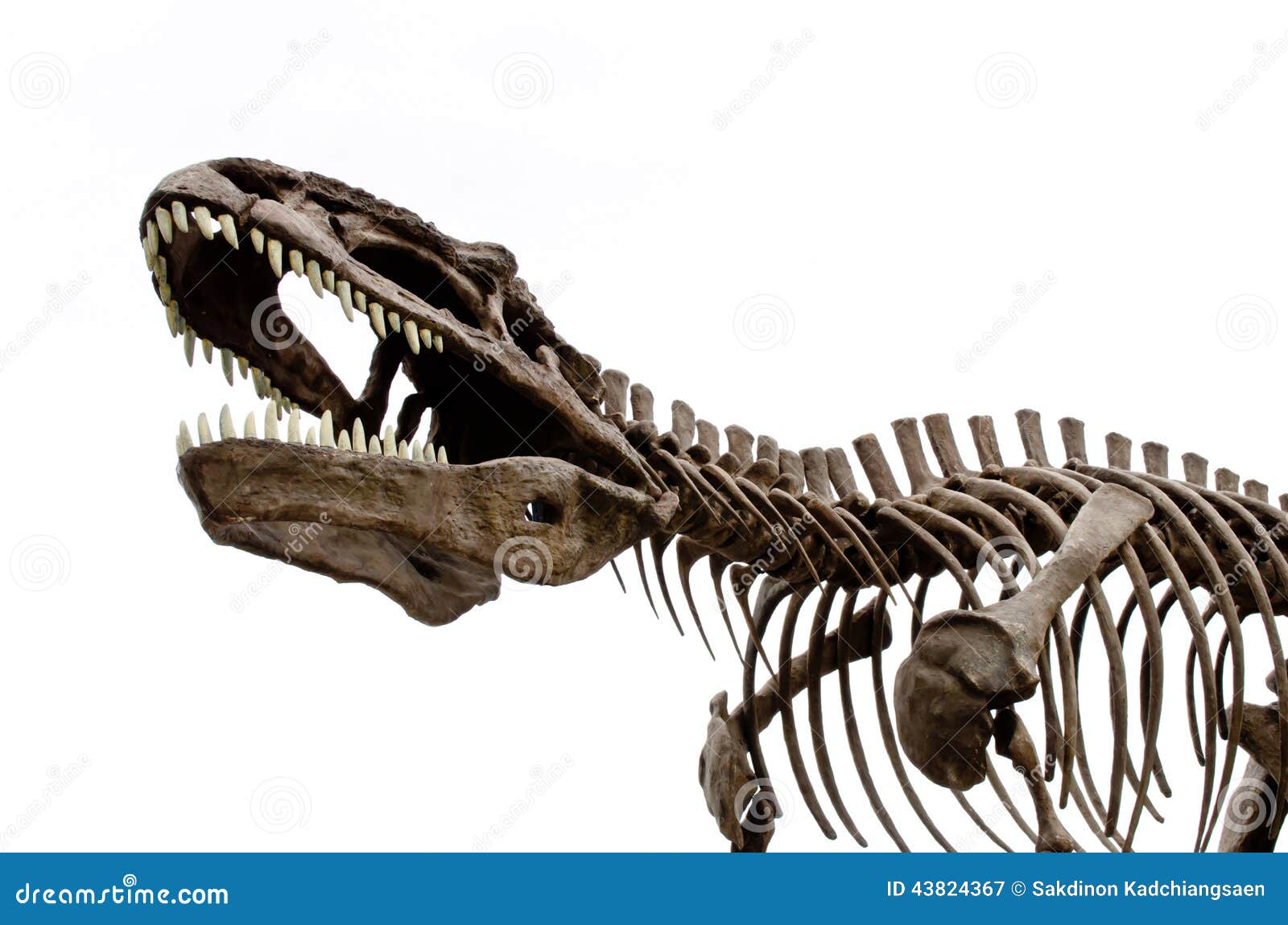 The Dinosaur Bones Stock Image | CartoonDealer.com #43824367