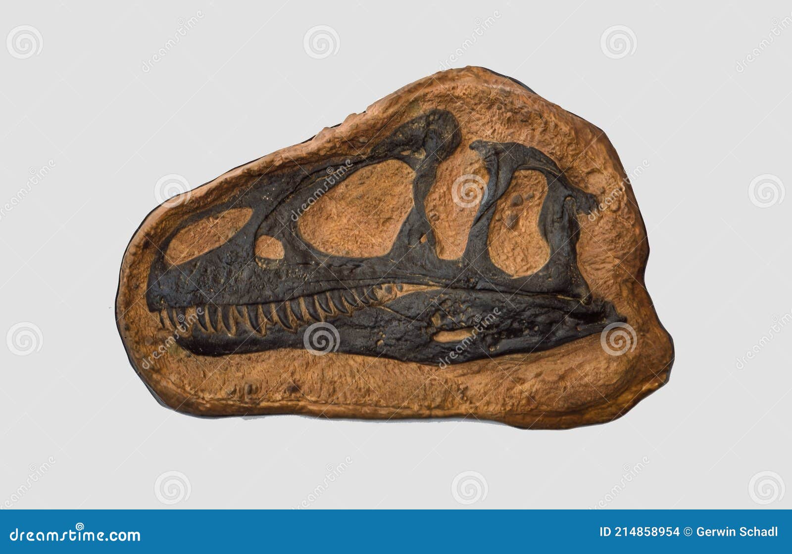 Dinosaur Bones in the Dinosaur National Monument Stock Photo - Image of ...