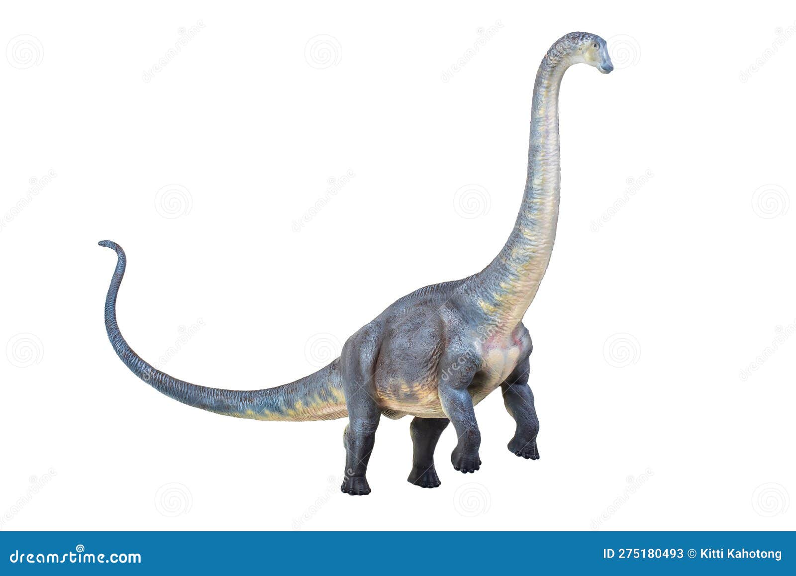 Dinosaur , Brontosaurus Isolated Background Stock Image - Image of ...